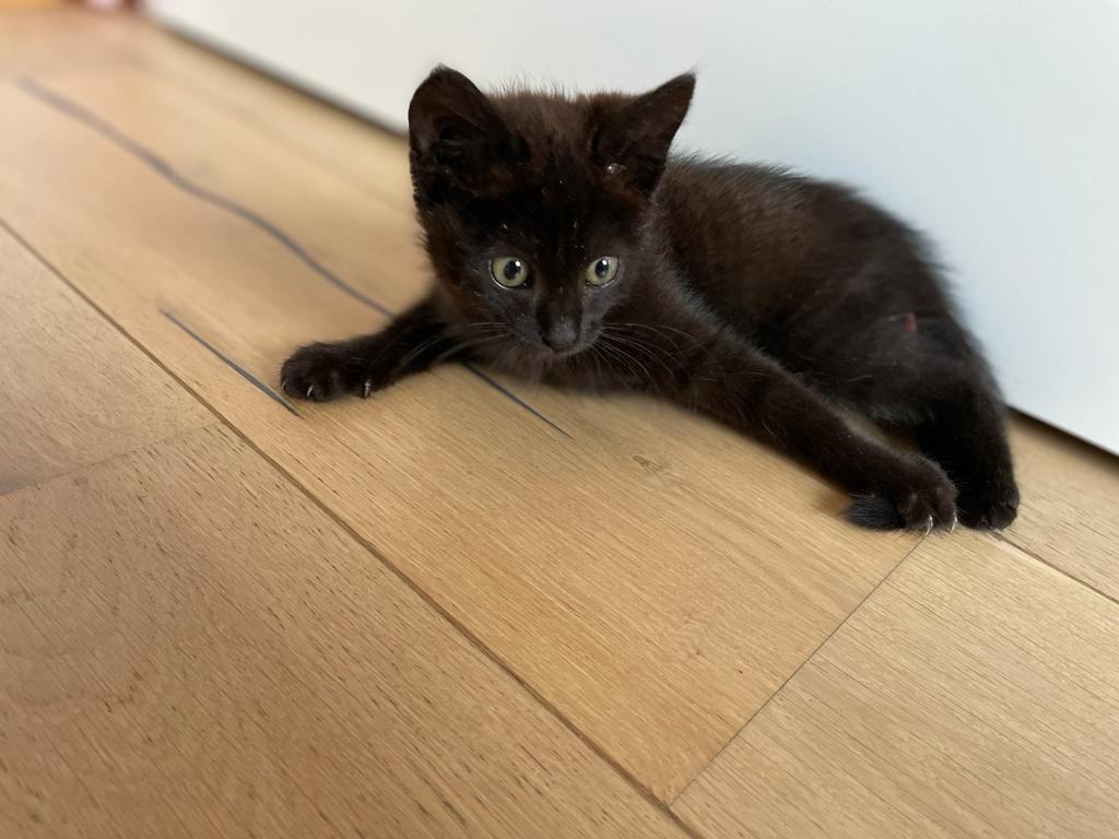 Malena Maca trazi novi dom