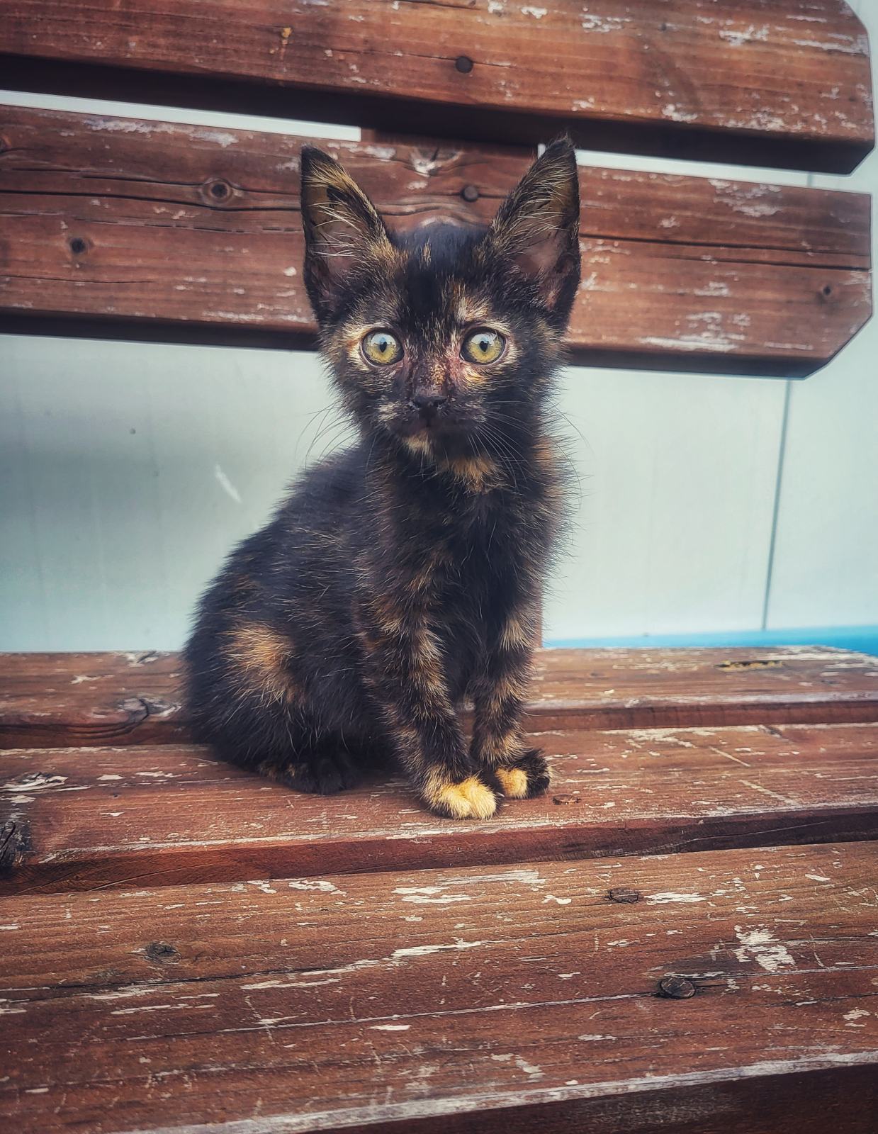 Malena maca trazi dom