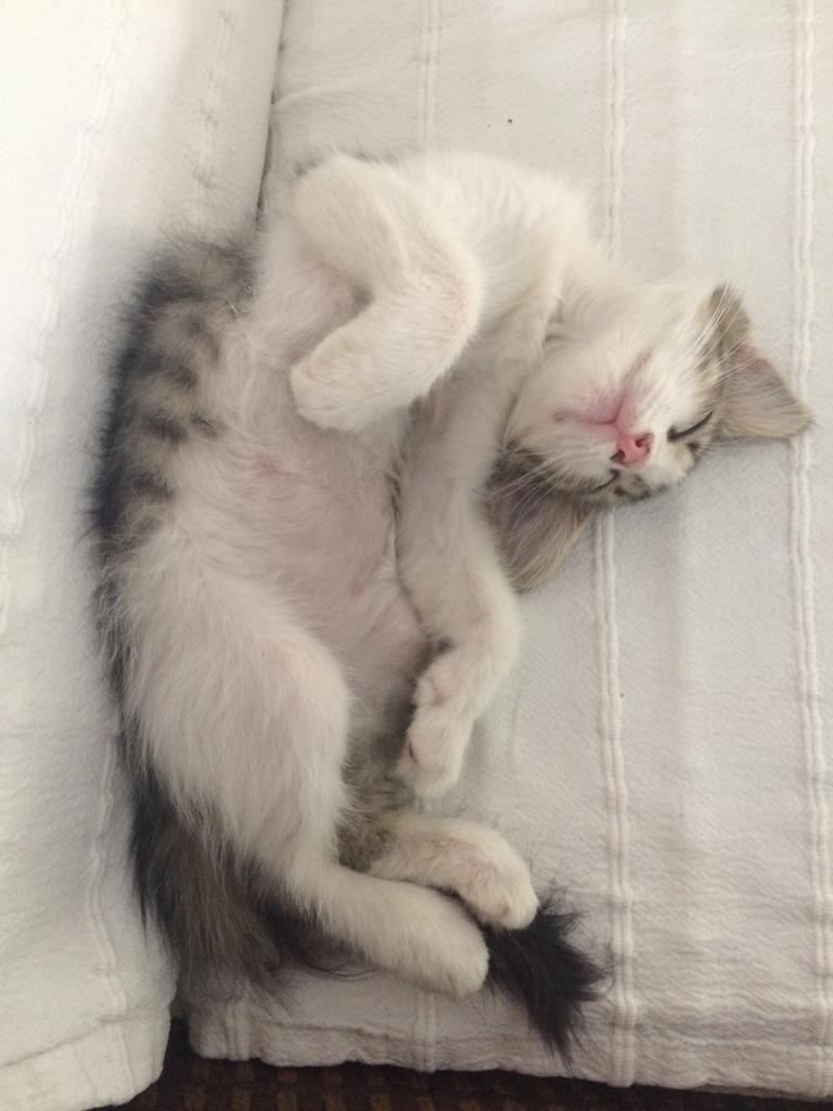 Malena mačkica traži topao dom