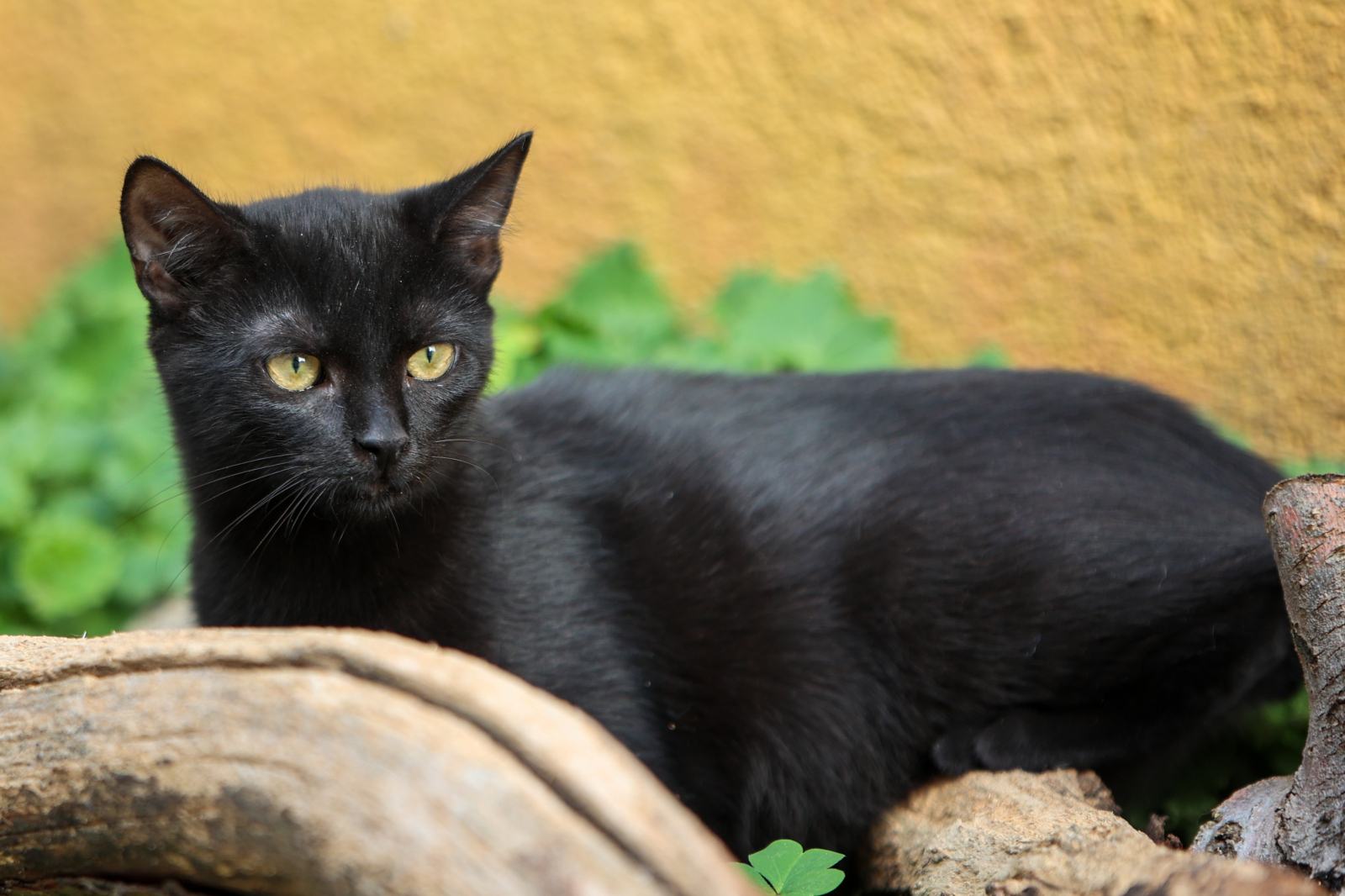 Mali Luigi traži udomitelje :) Cijepljen i docjepljen! :)