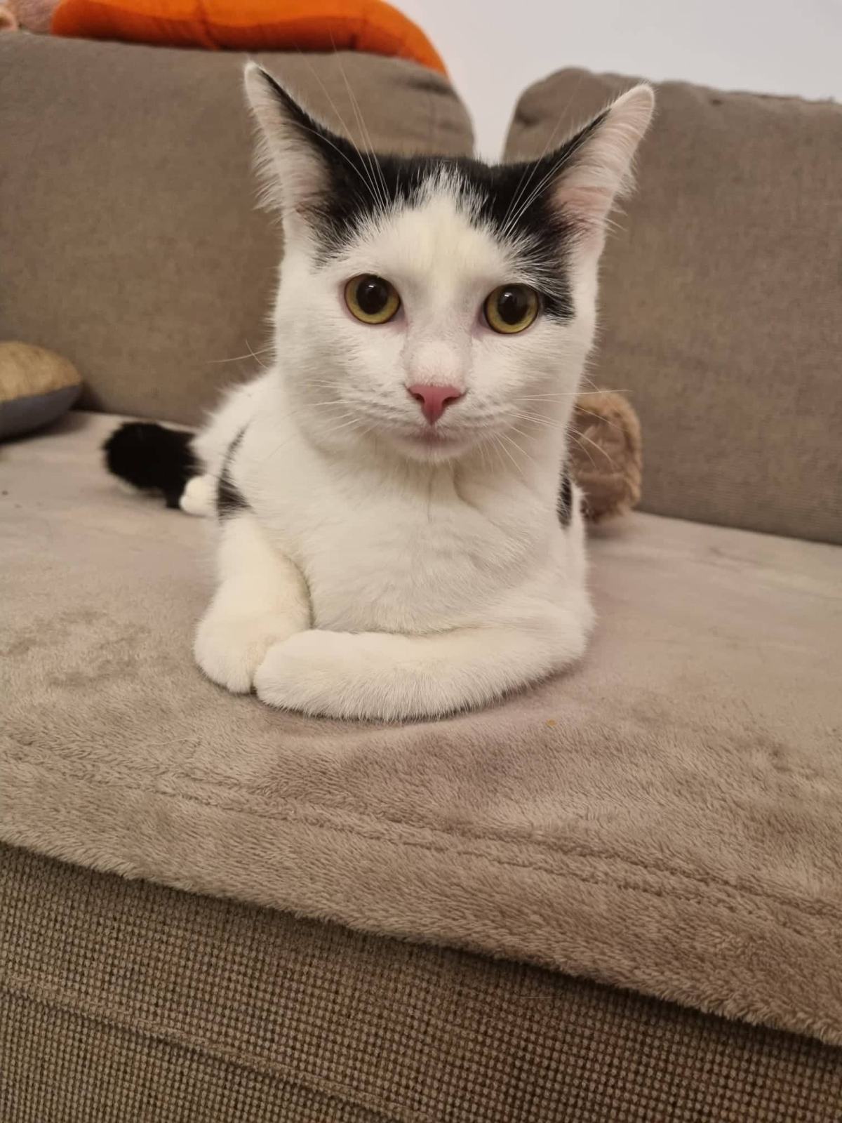 Mali nježni Martin hitno traži dom! Cijepljen, docjepljen