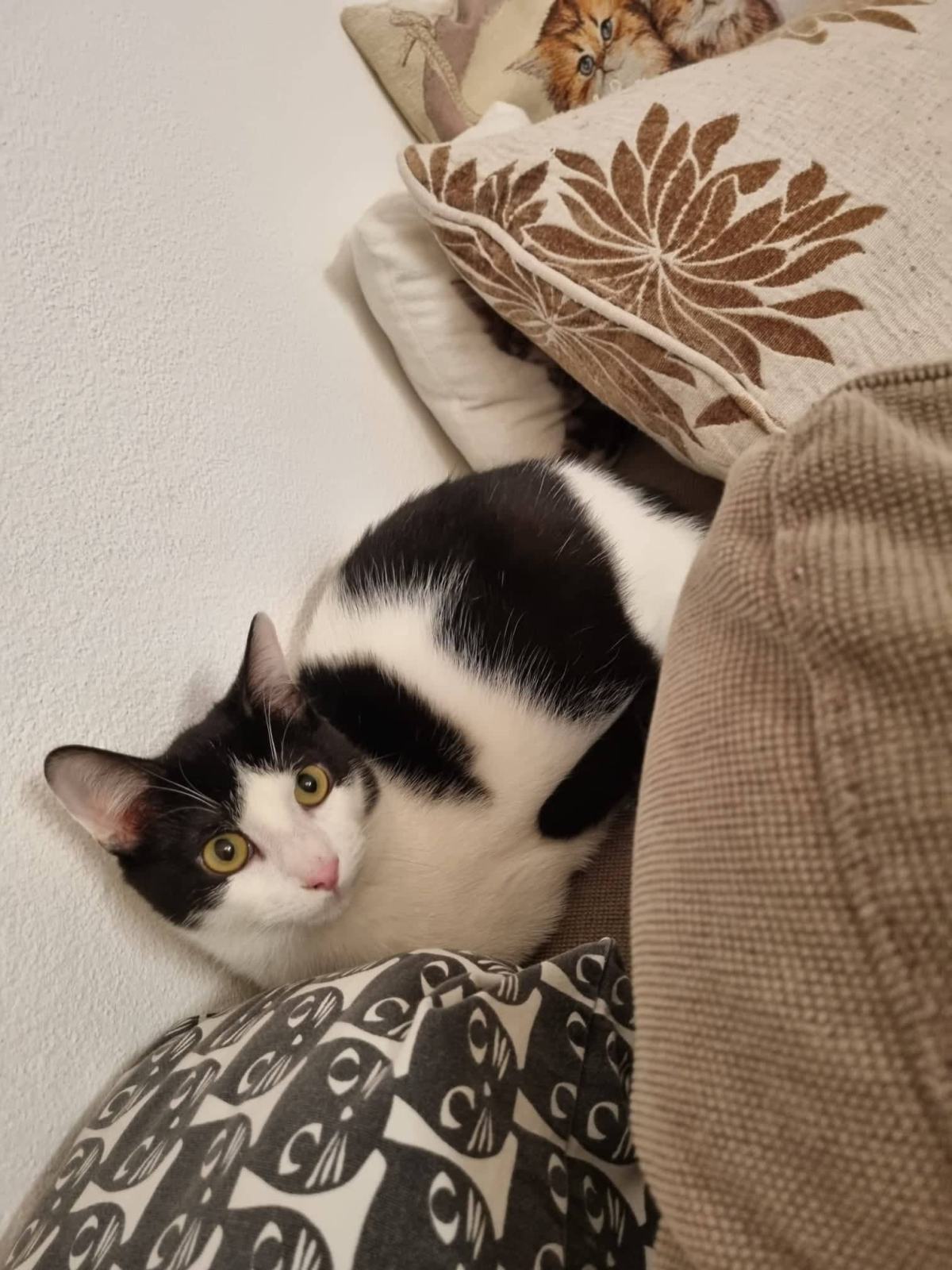 Mali predivni Toby hitno traži dom! Cijepljen, docjepljen