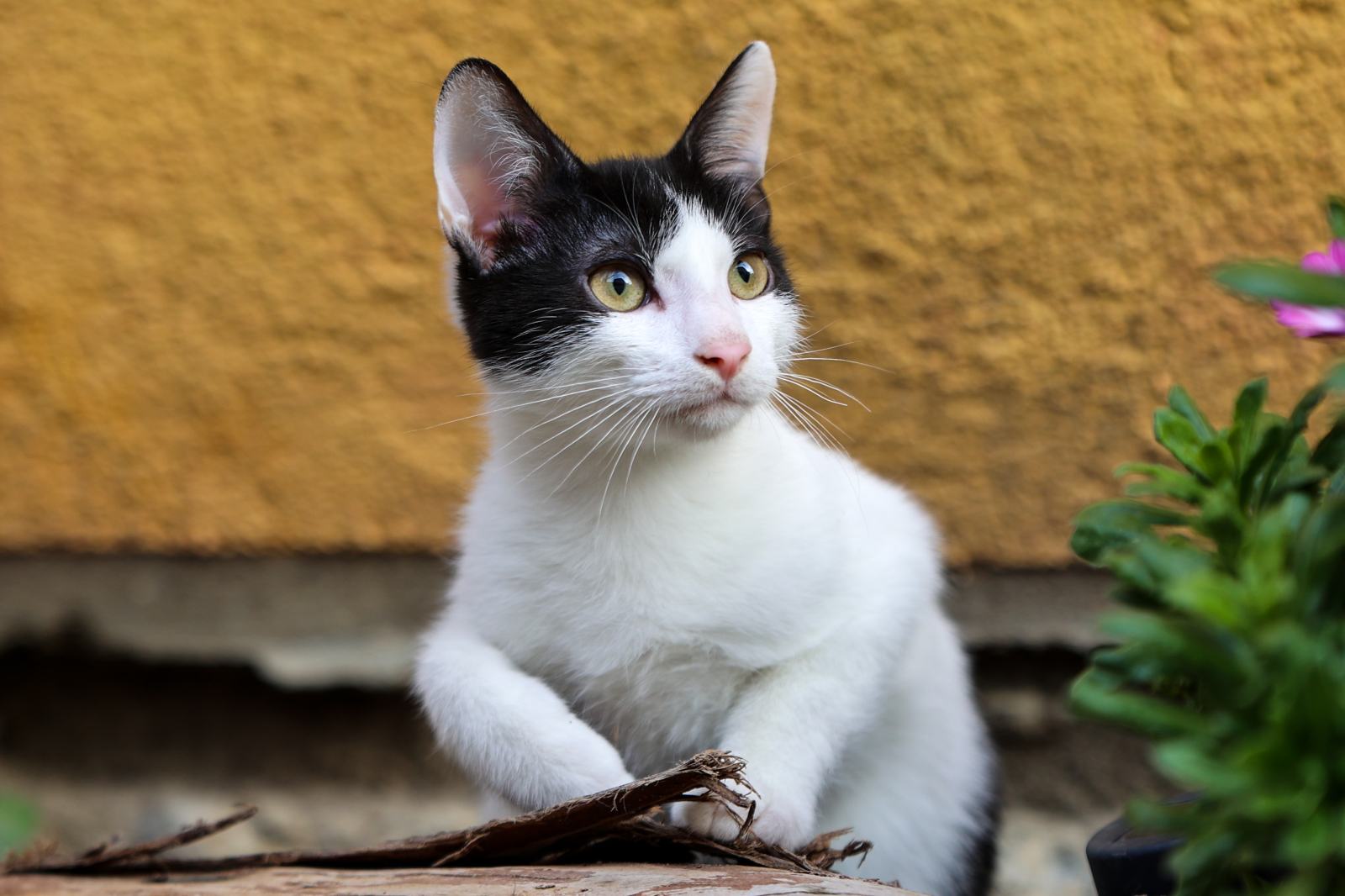 Mali Toby traži udomitelje :) Cijepljen i docjepljen!