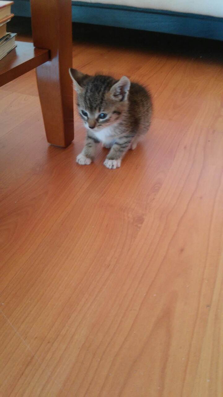 Malo mače bez mame traži dom