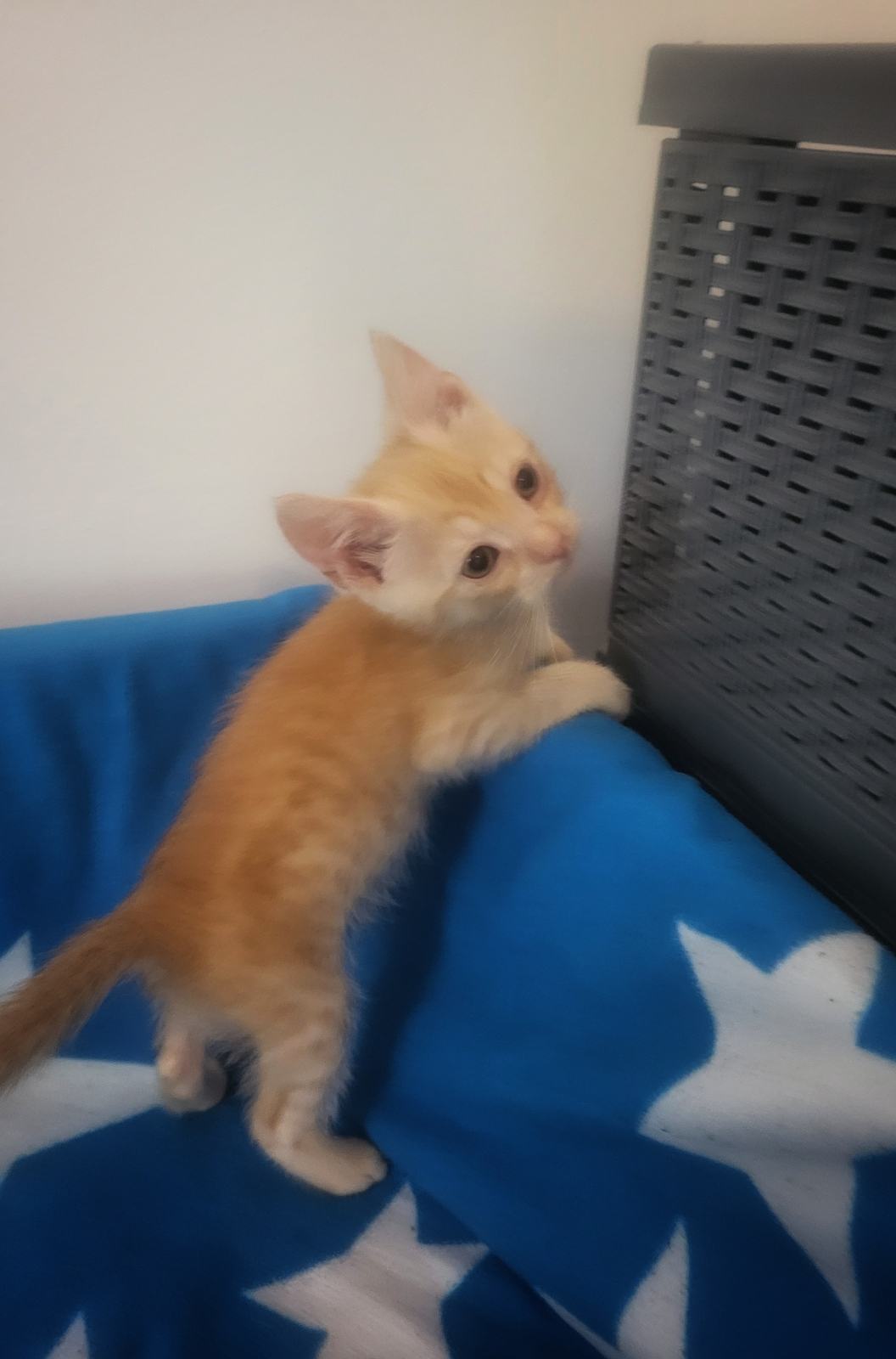 Mick i Mika traze dom