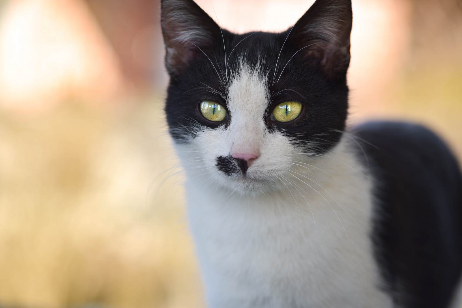 Mini maca Charlie traži svoje tople ljude!