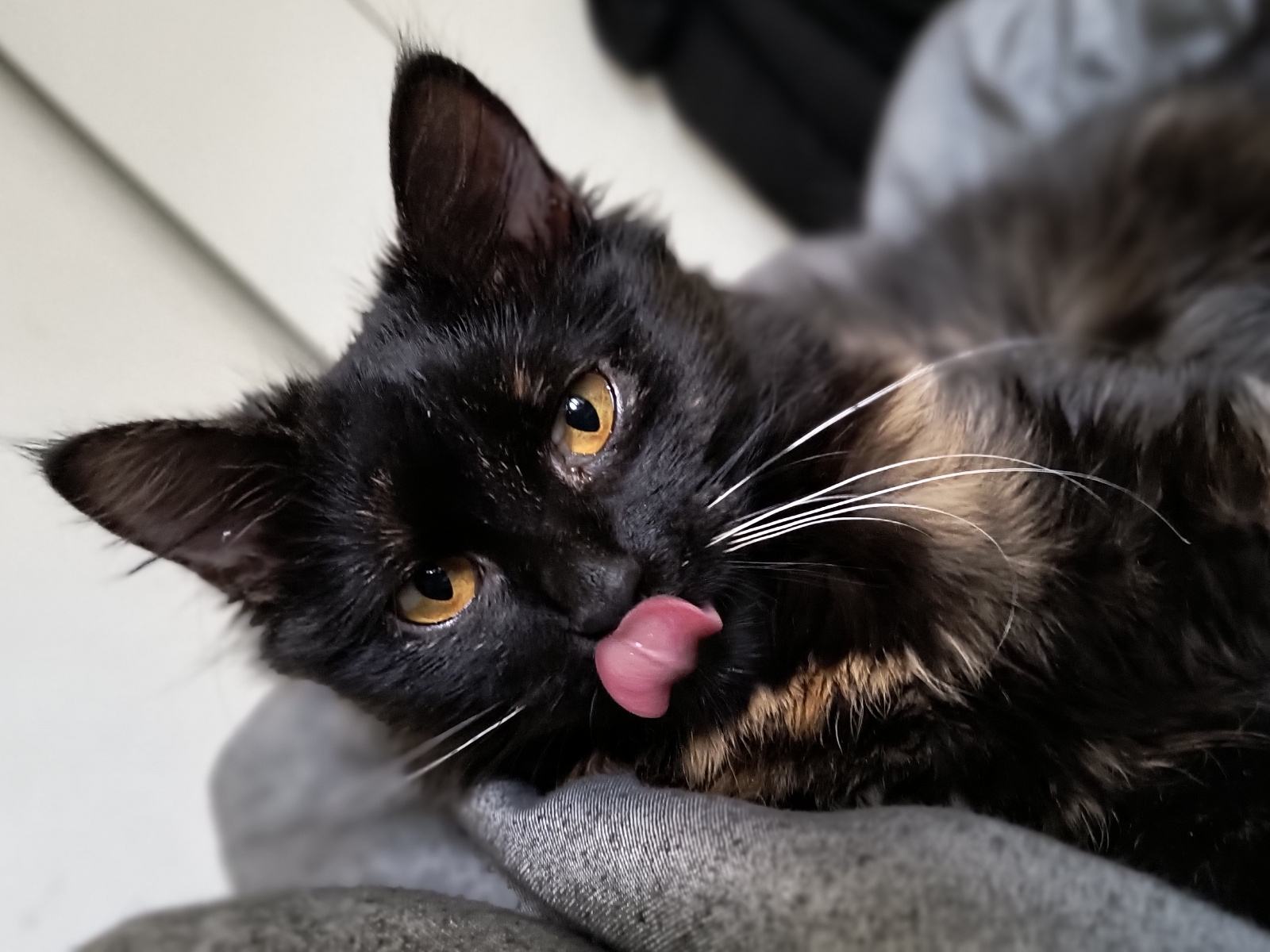 Mix Naime Coon i Perzijske u potrazi za domom