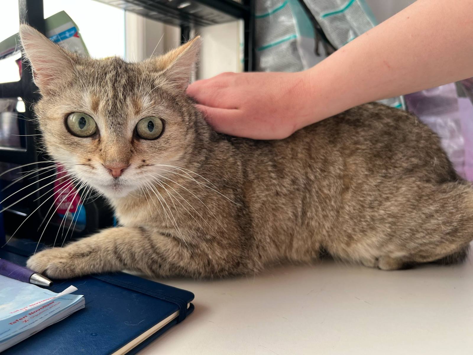 Mlada divna svijetlo tigrasta maca traži dom! Kastrirana & cijepljena!