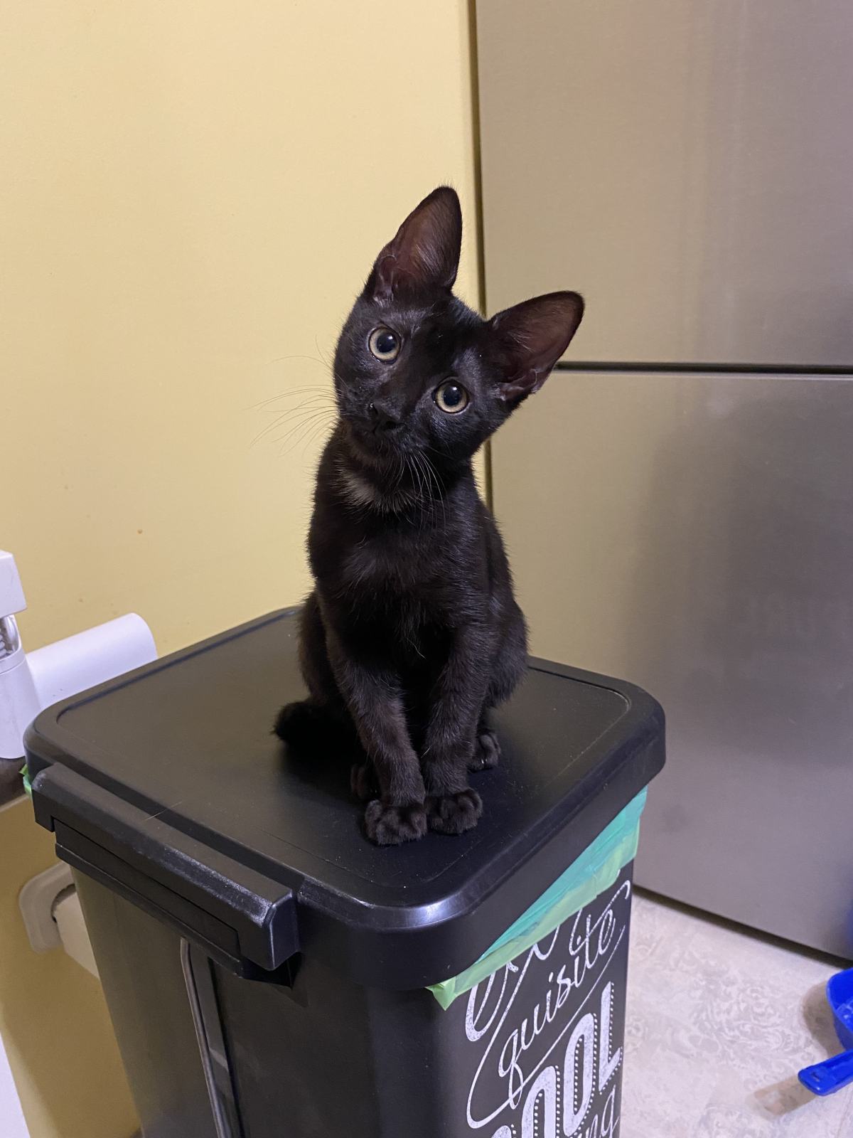 Mrvek u potrazi za domom