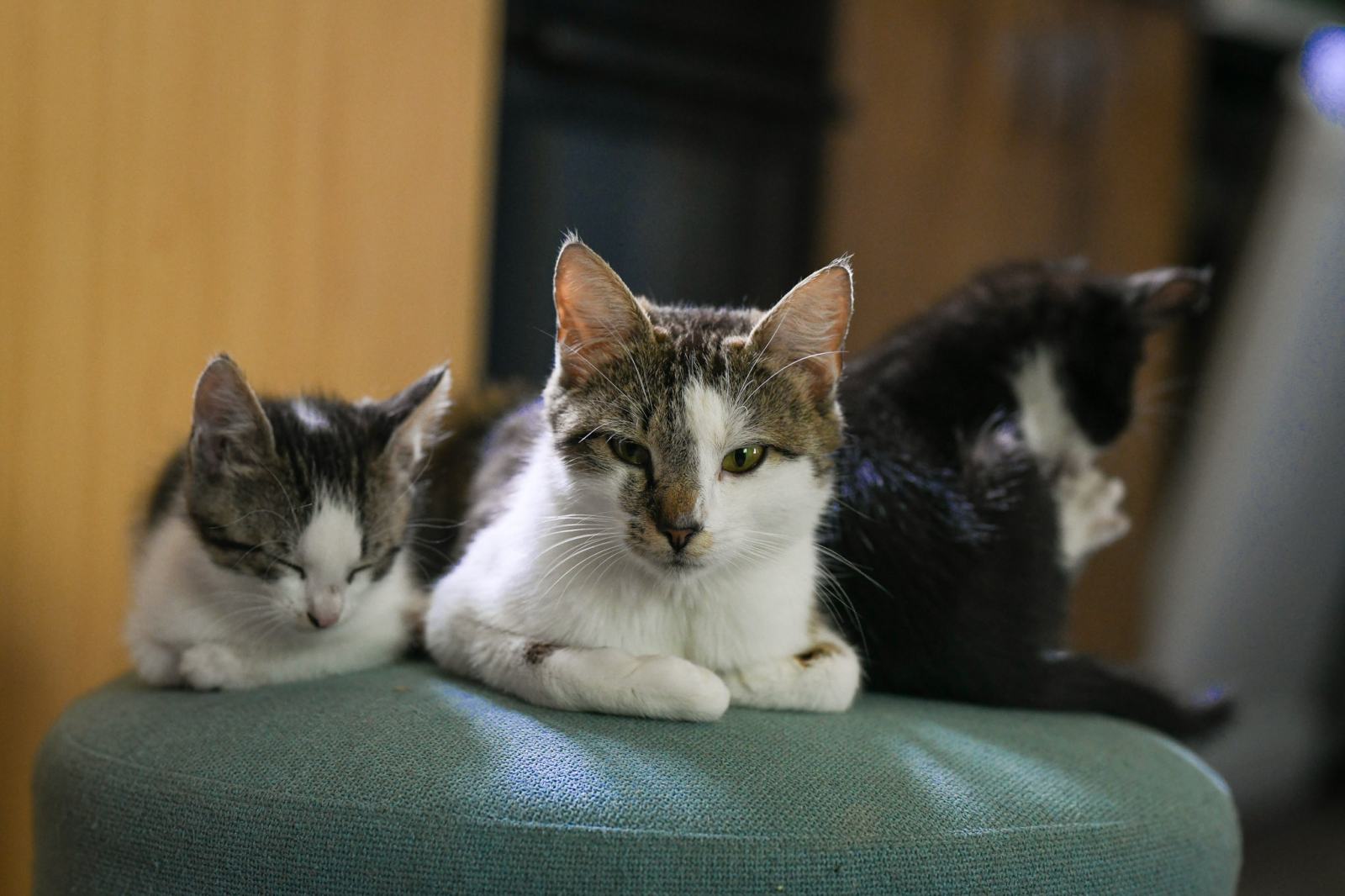 Pickle, Tuxedo, Sushi & mama traže dom!