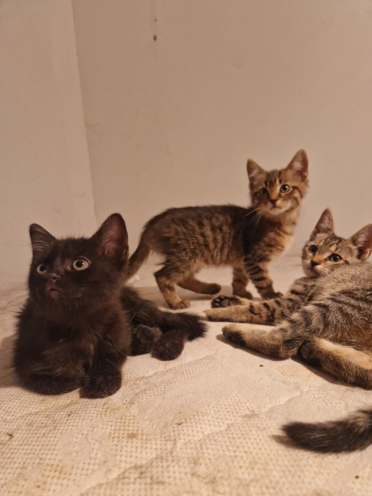 Odbaceni macici traze dom