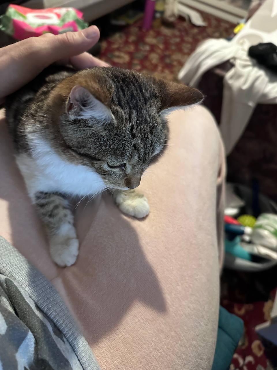 Ostavljena maca traži dom