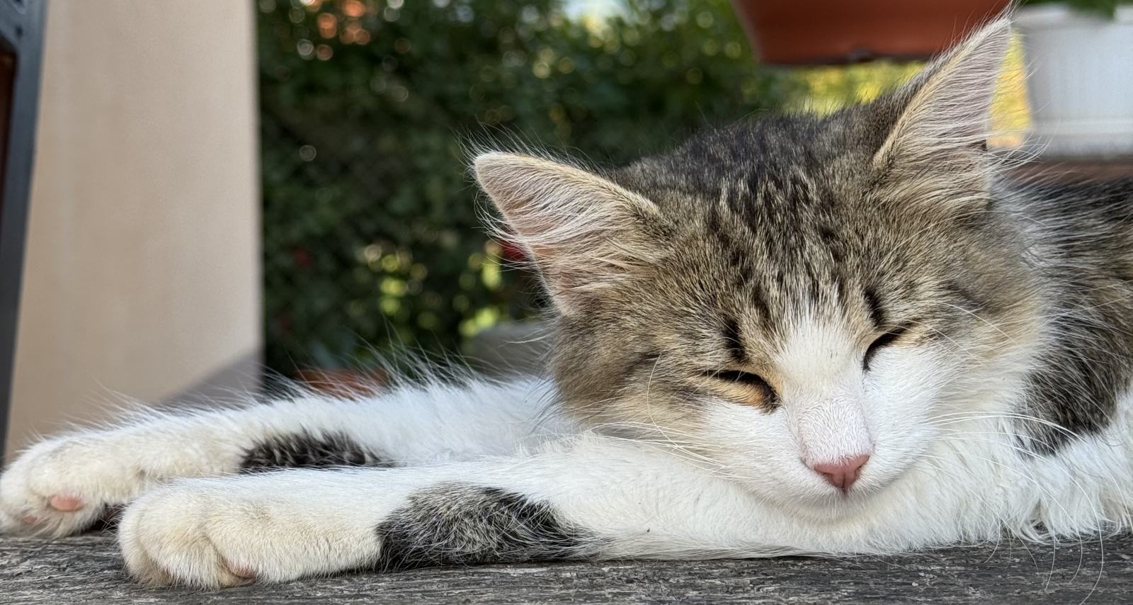 Ostavljena maca traži dom