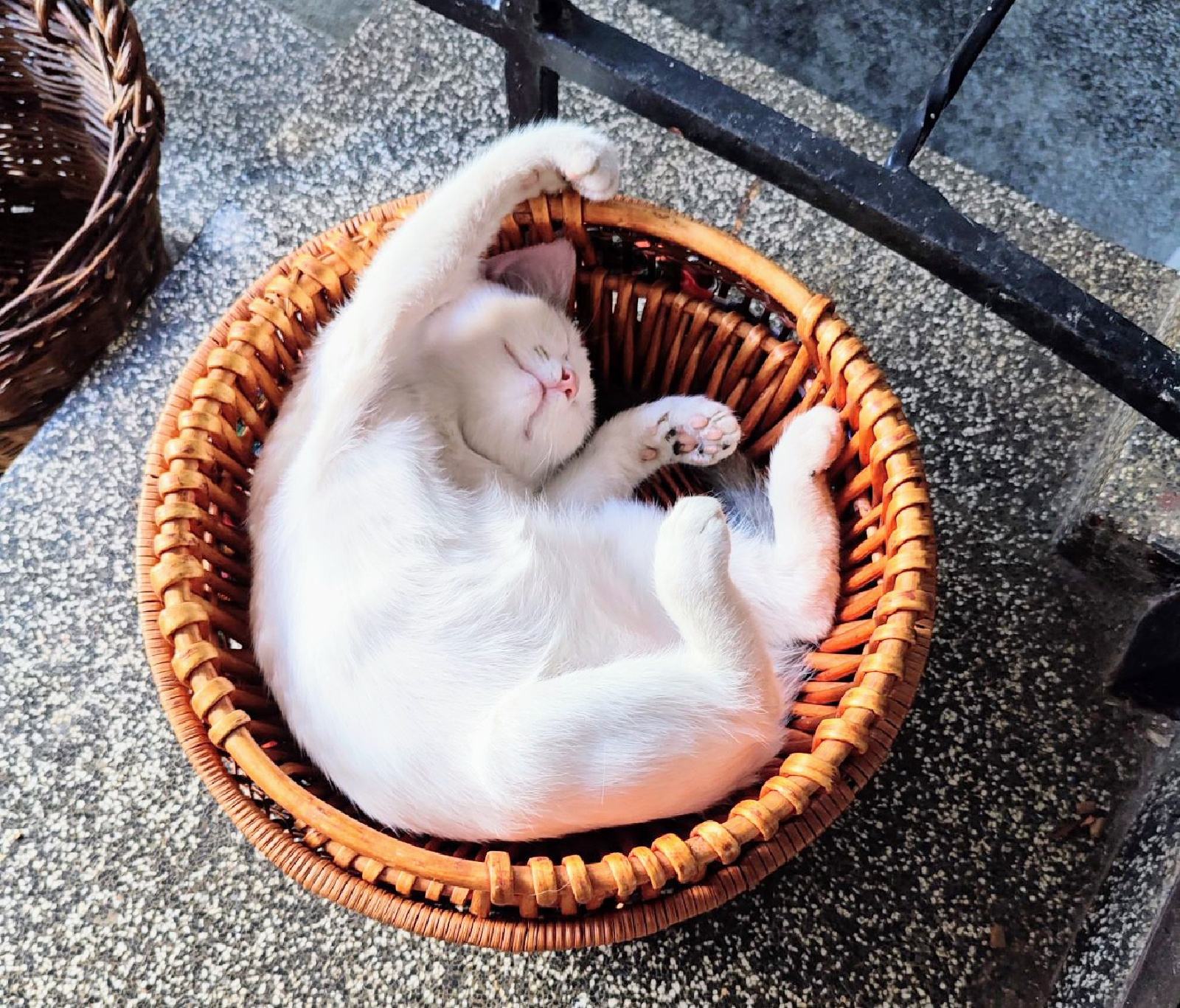 Pika - prekrasna, bijela maca