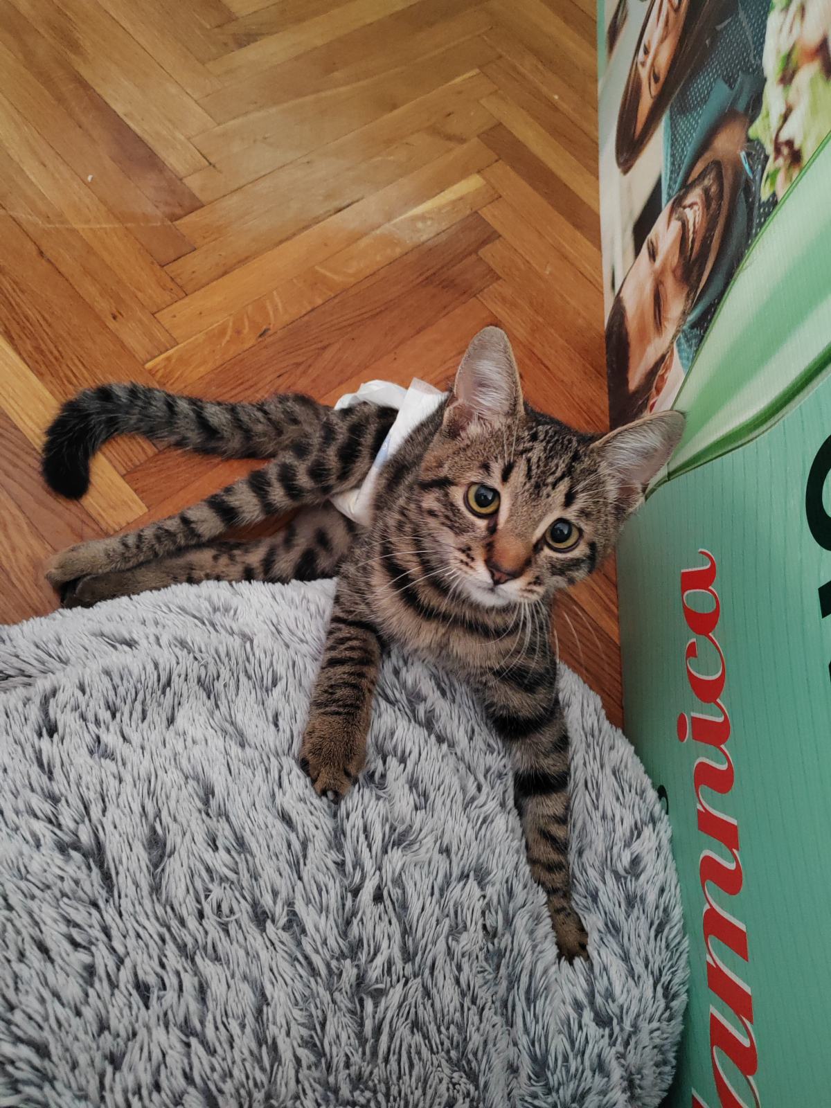 Poklanja se u dobre i brizne ruke