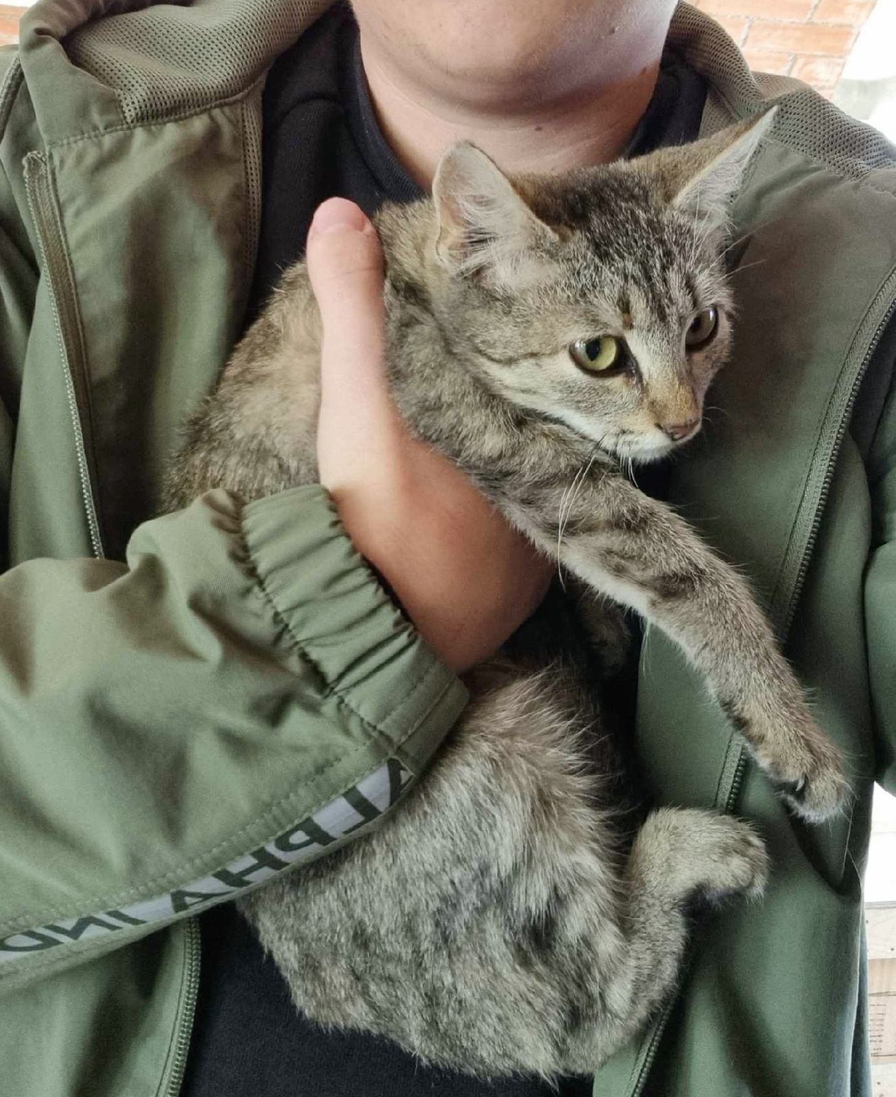 Poklanja se maca stara 3 i pol mj!