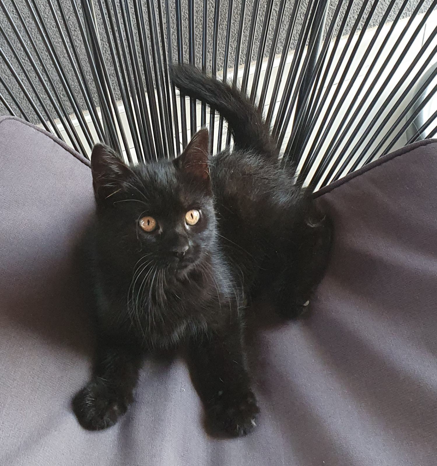 Poklanja se mala crna maca