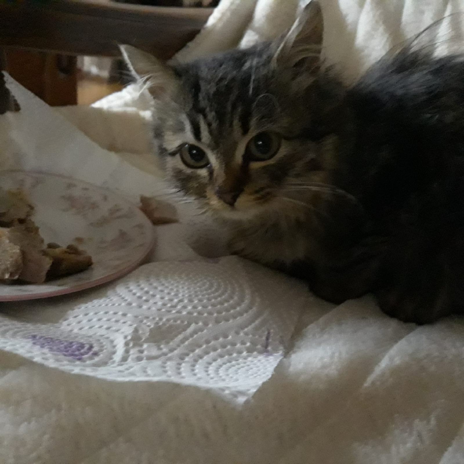 Poklanja se mala mačka