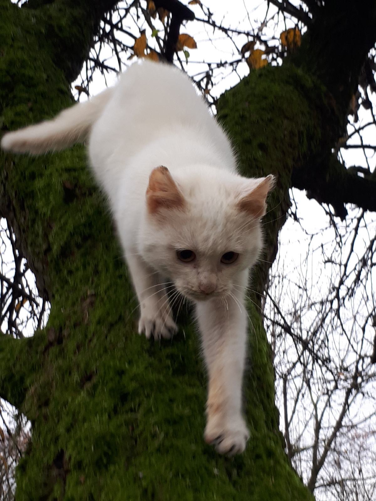 Poklanja se predivna maca