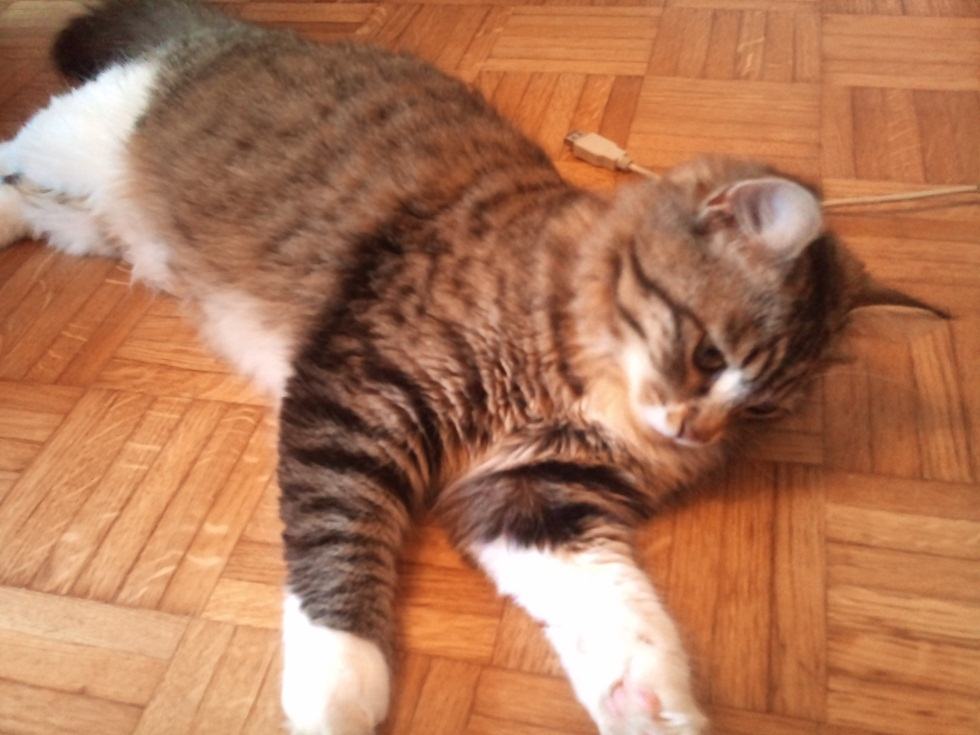 Poklanja se prelijepa maca