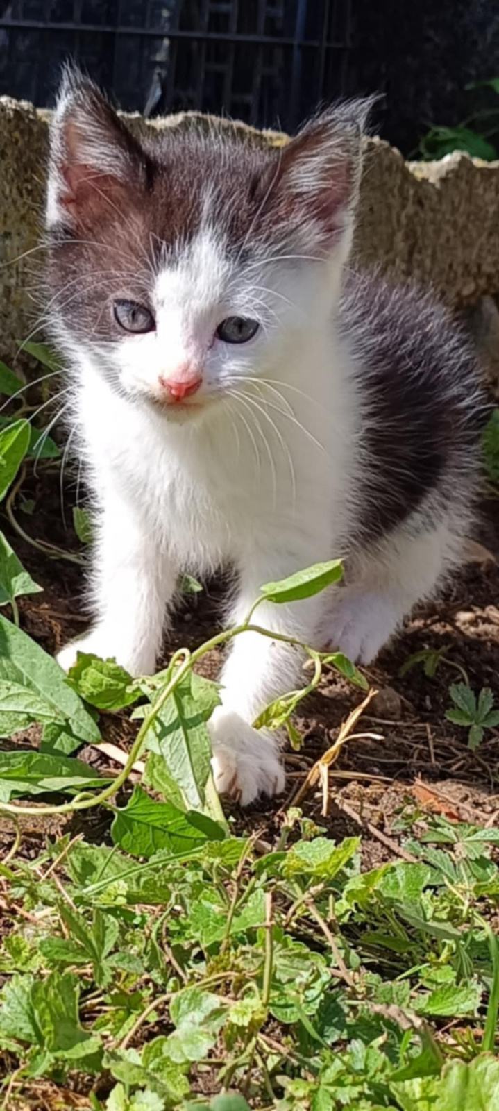 Poklanja se preslatka maca