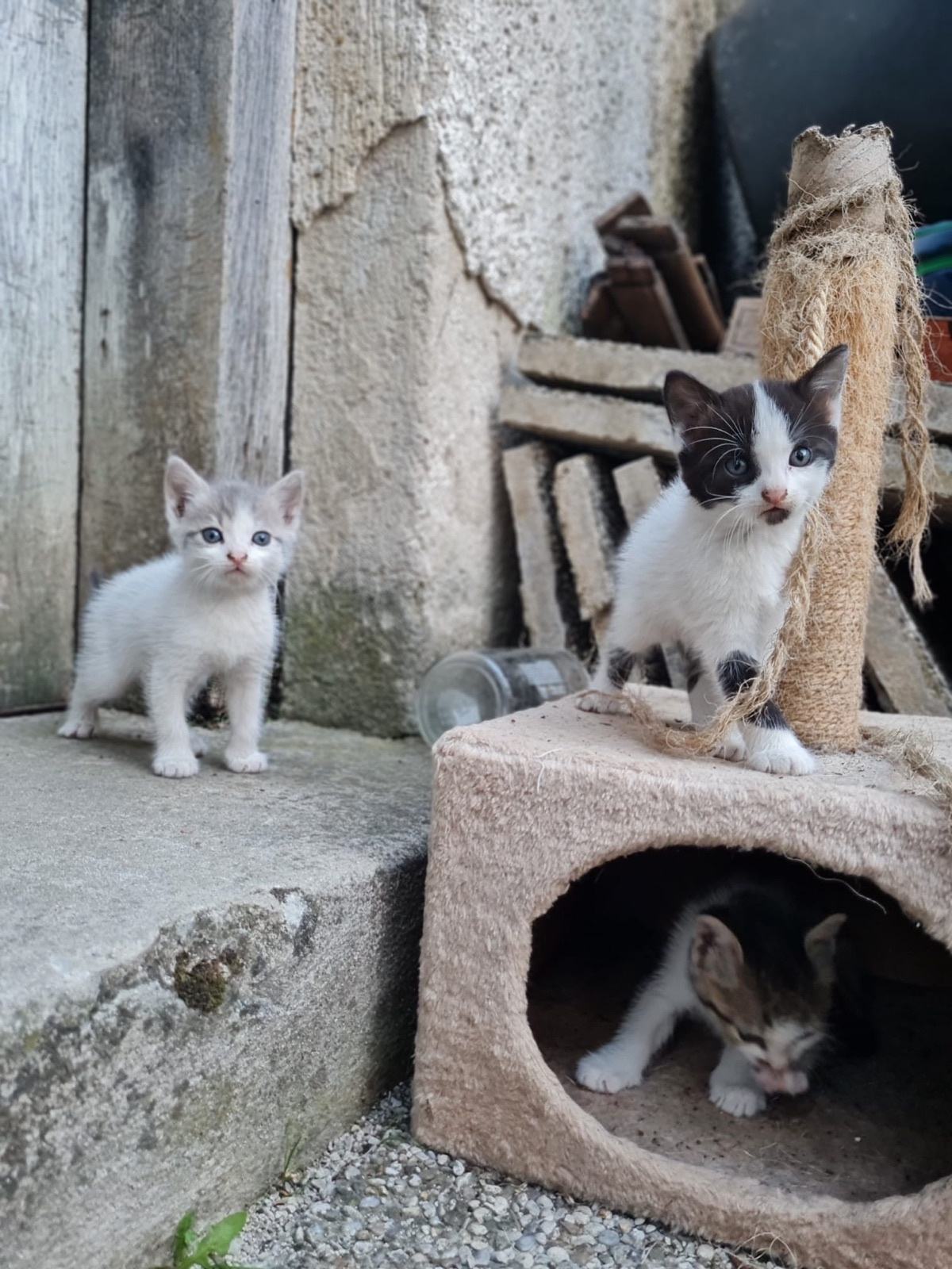 Poklanjaju se macici