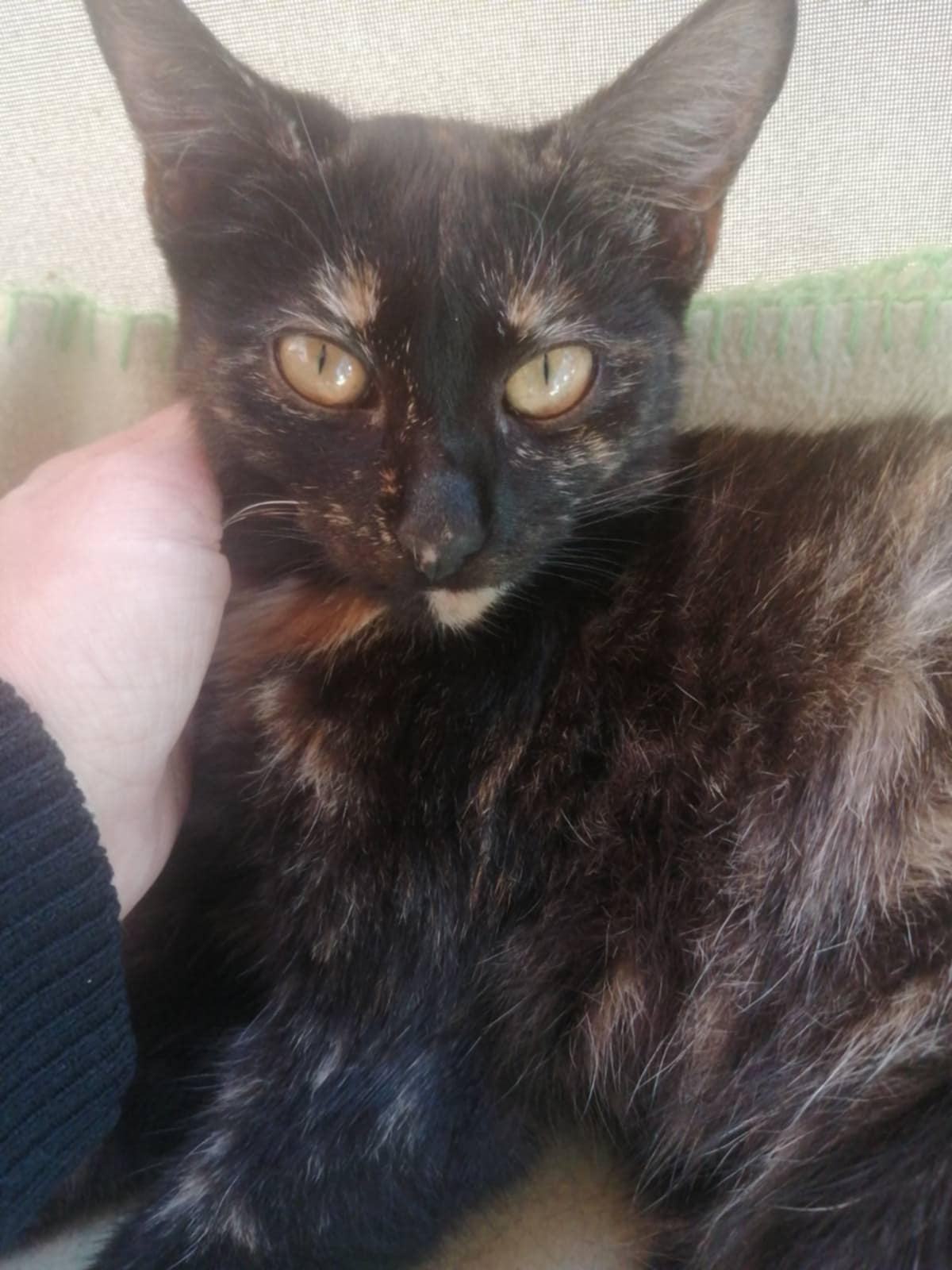 Poklanja se predivna, mala maca