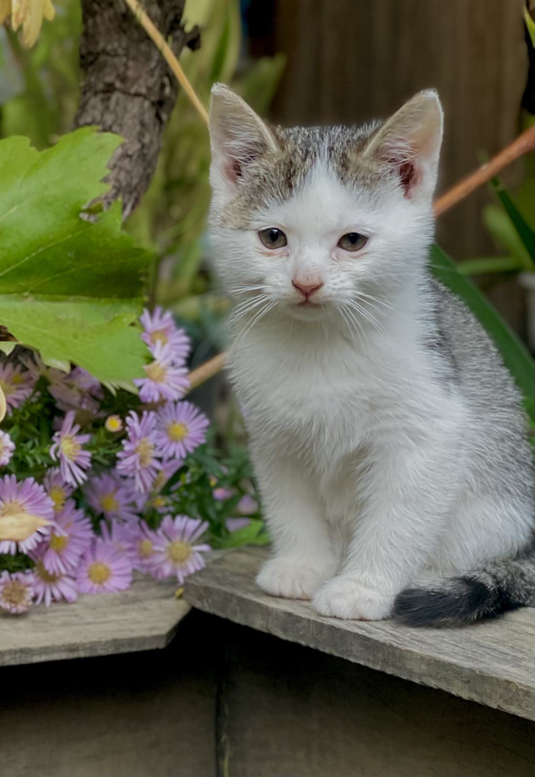 Poklanjam 2 ženske mace