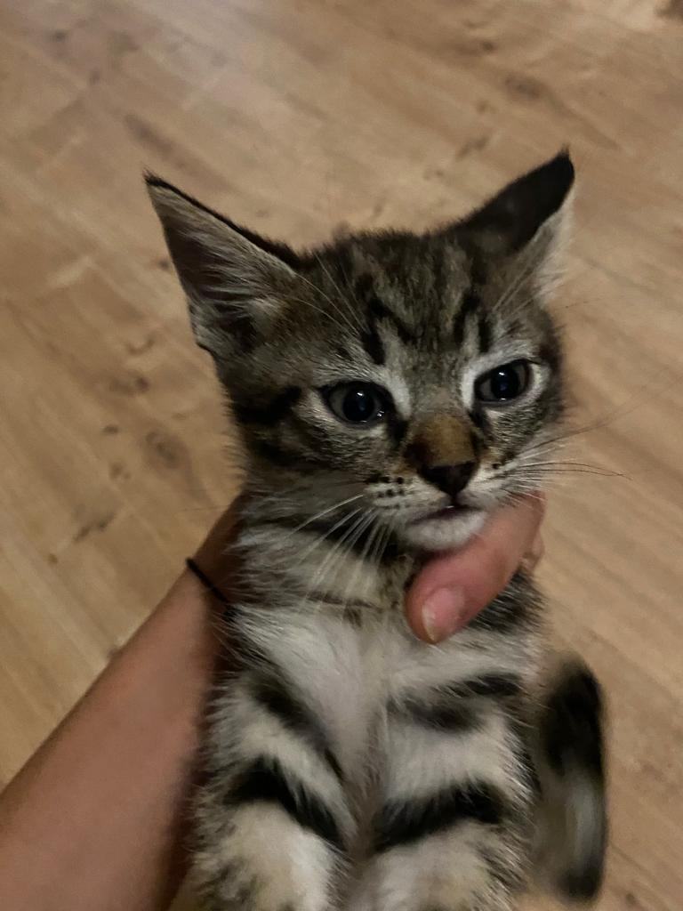 HITNO poklanjam mačiće