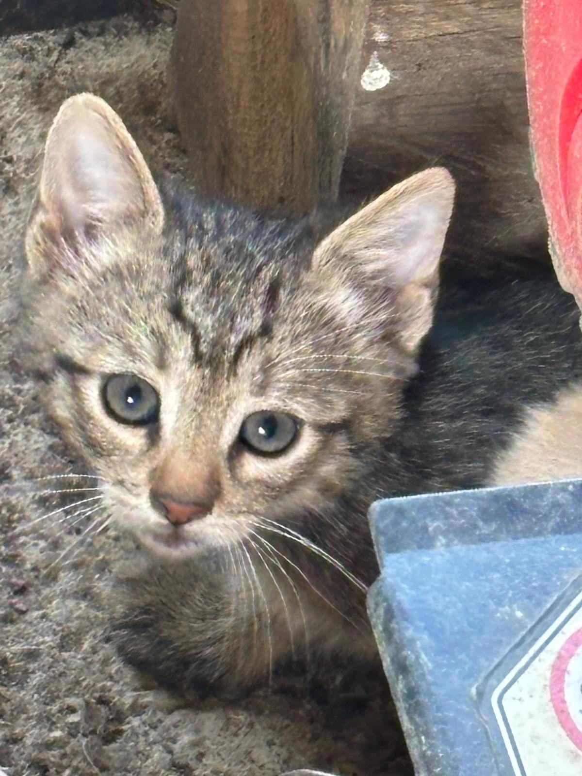 Poklanjam male mazaste mace