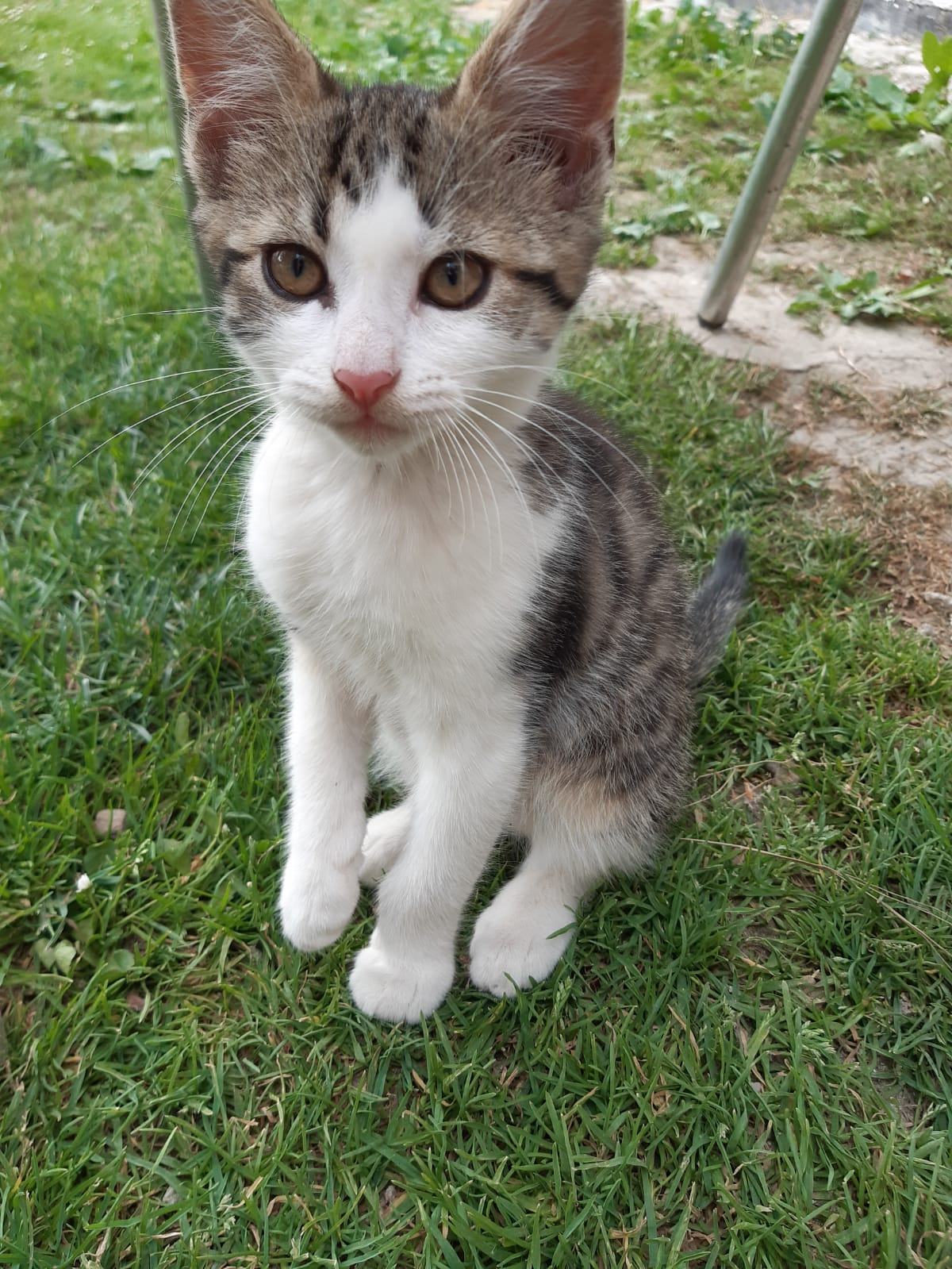 Poklanjam muškog mačića