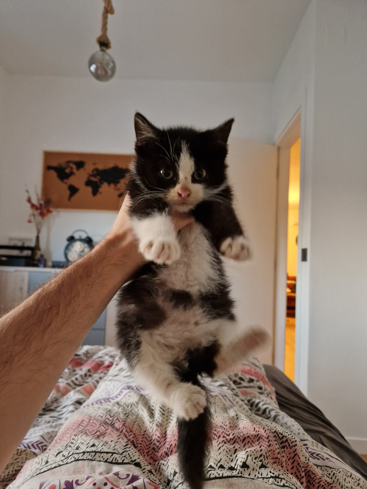 Poklanjam muškog mačića