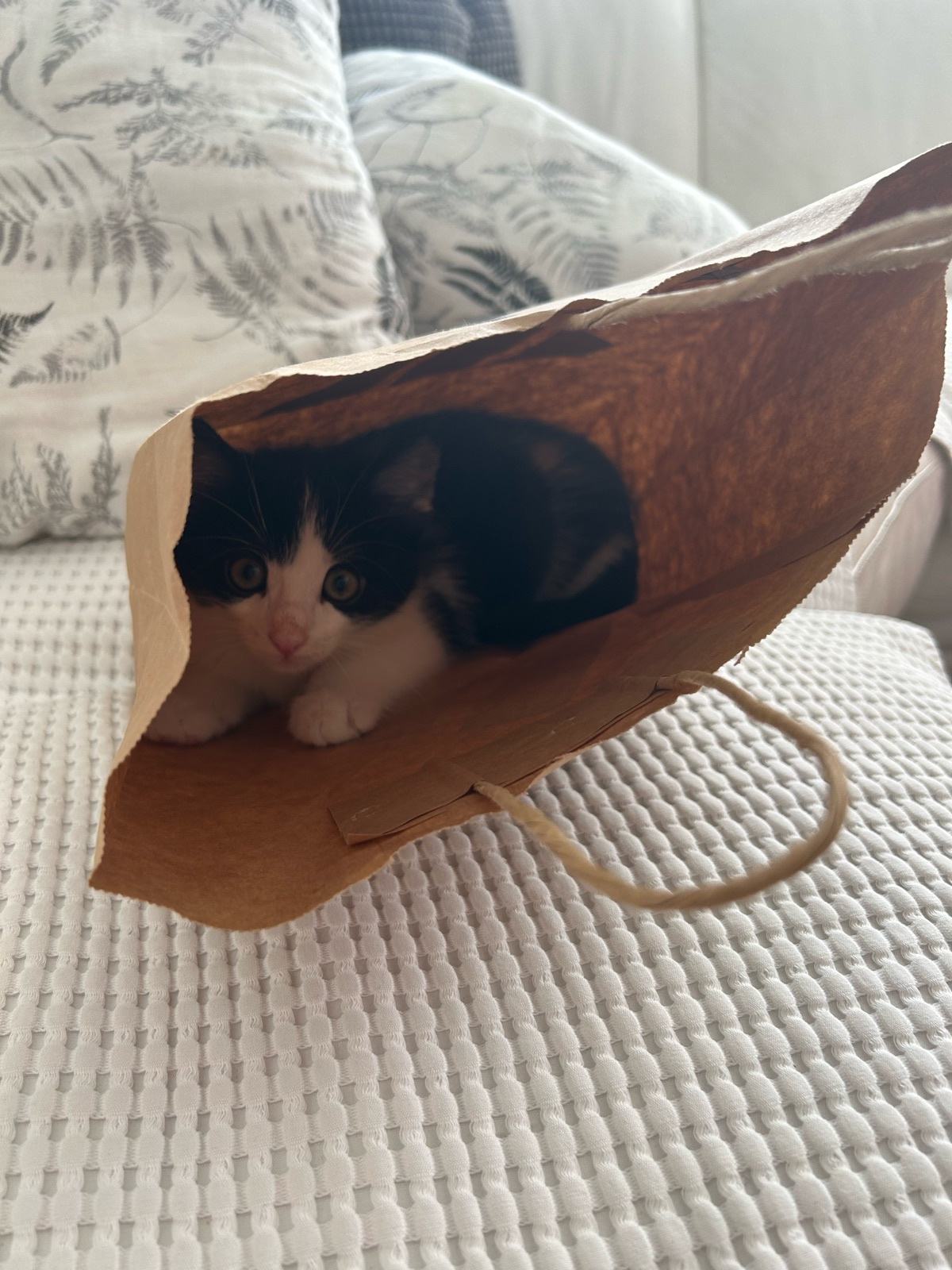 Poklanjam muškog mačića