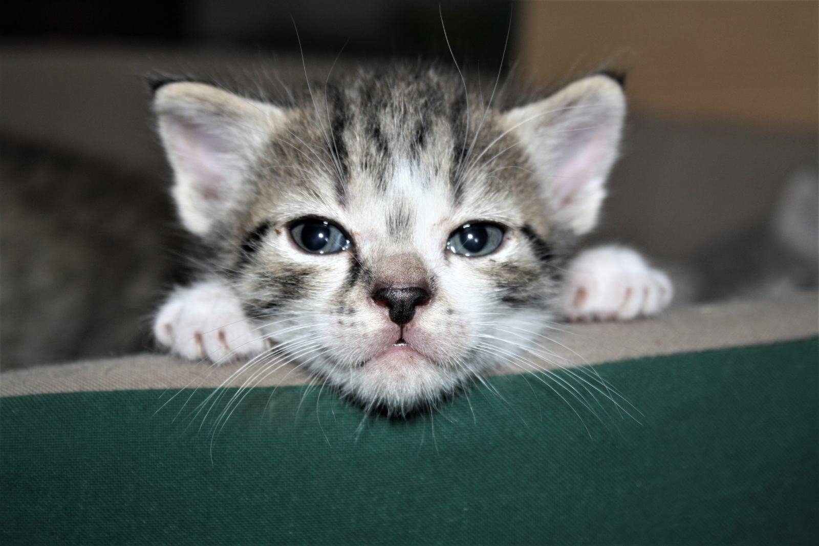 Poklanjamo dvije male mace..