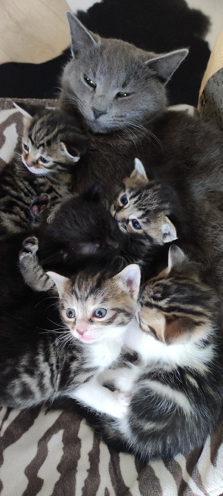 Poklanjamo male mace! (REZERVIRANO)