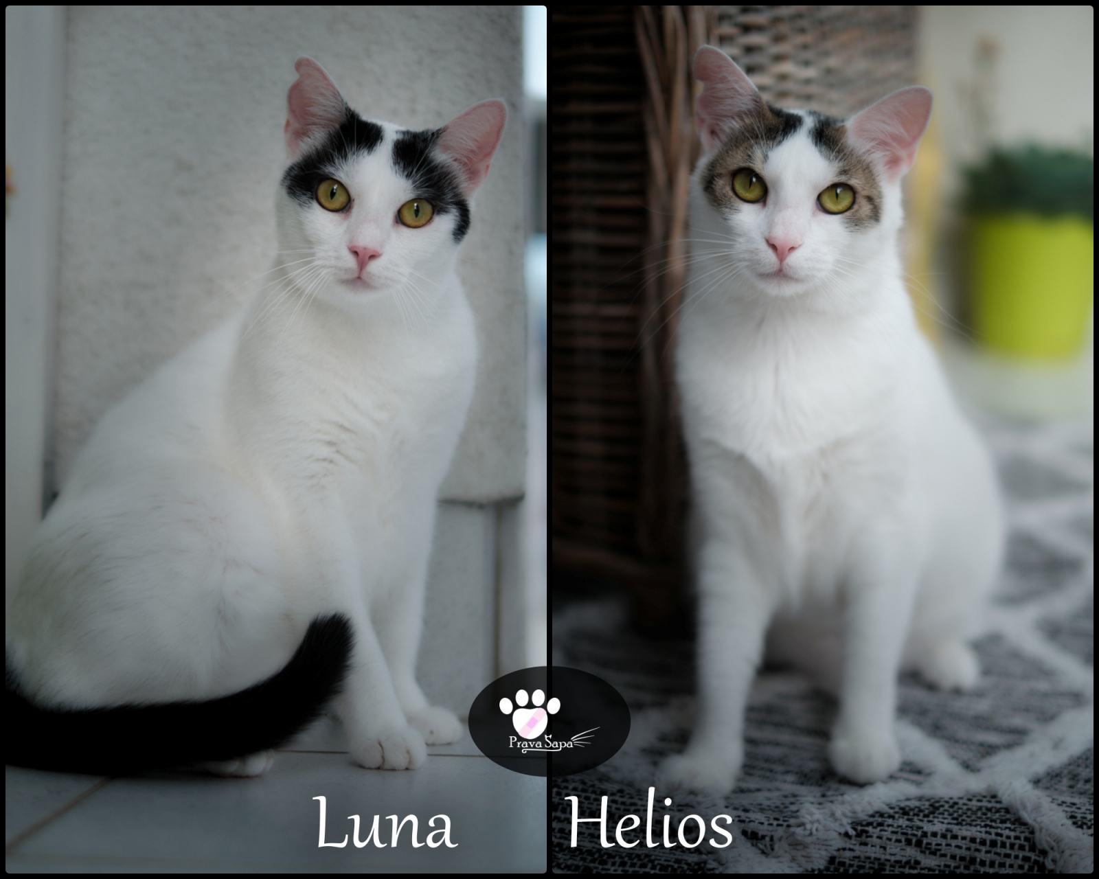 LUNA & HELIOS