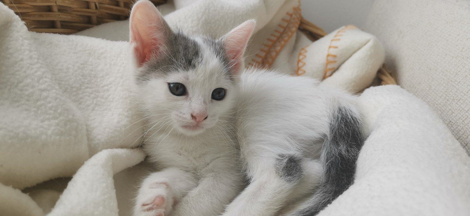 Predivna bijela maca za udomljavanje bijelo mače