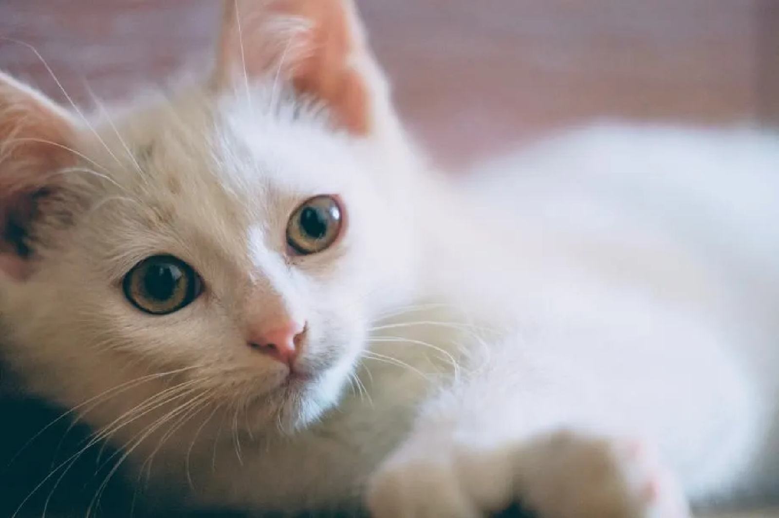 Predivna, bijela, polučupava maca