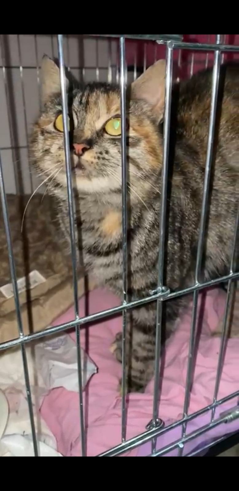 PREDIVNA MACA TRAŽI DOM!