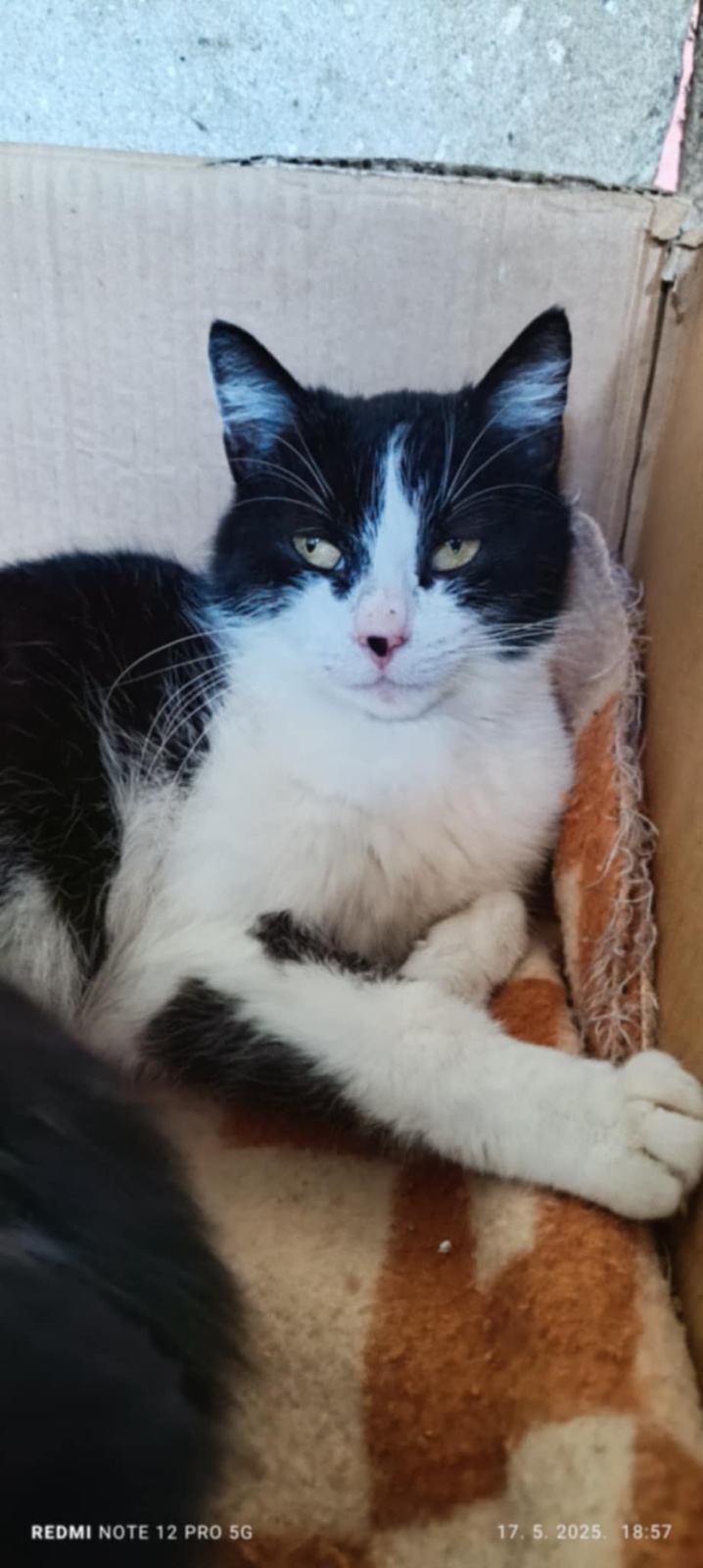 Predivna maca,kastrirana