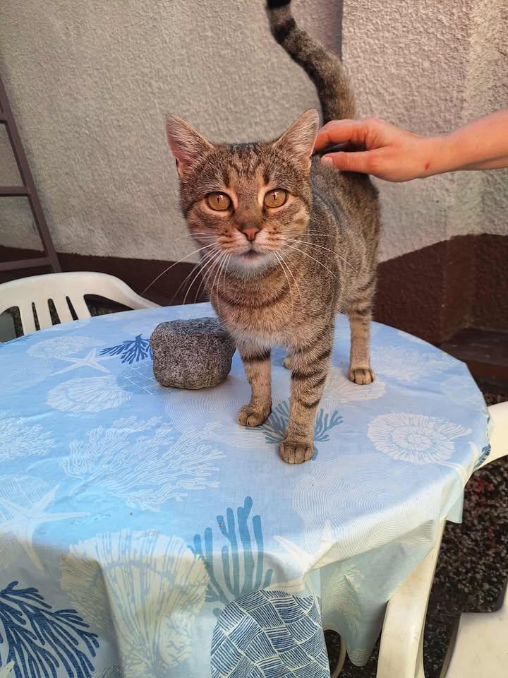 Predivna mlada preumiljata maca Misty traži dom! Kastrirana