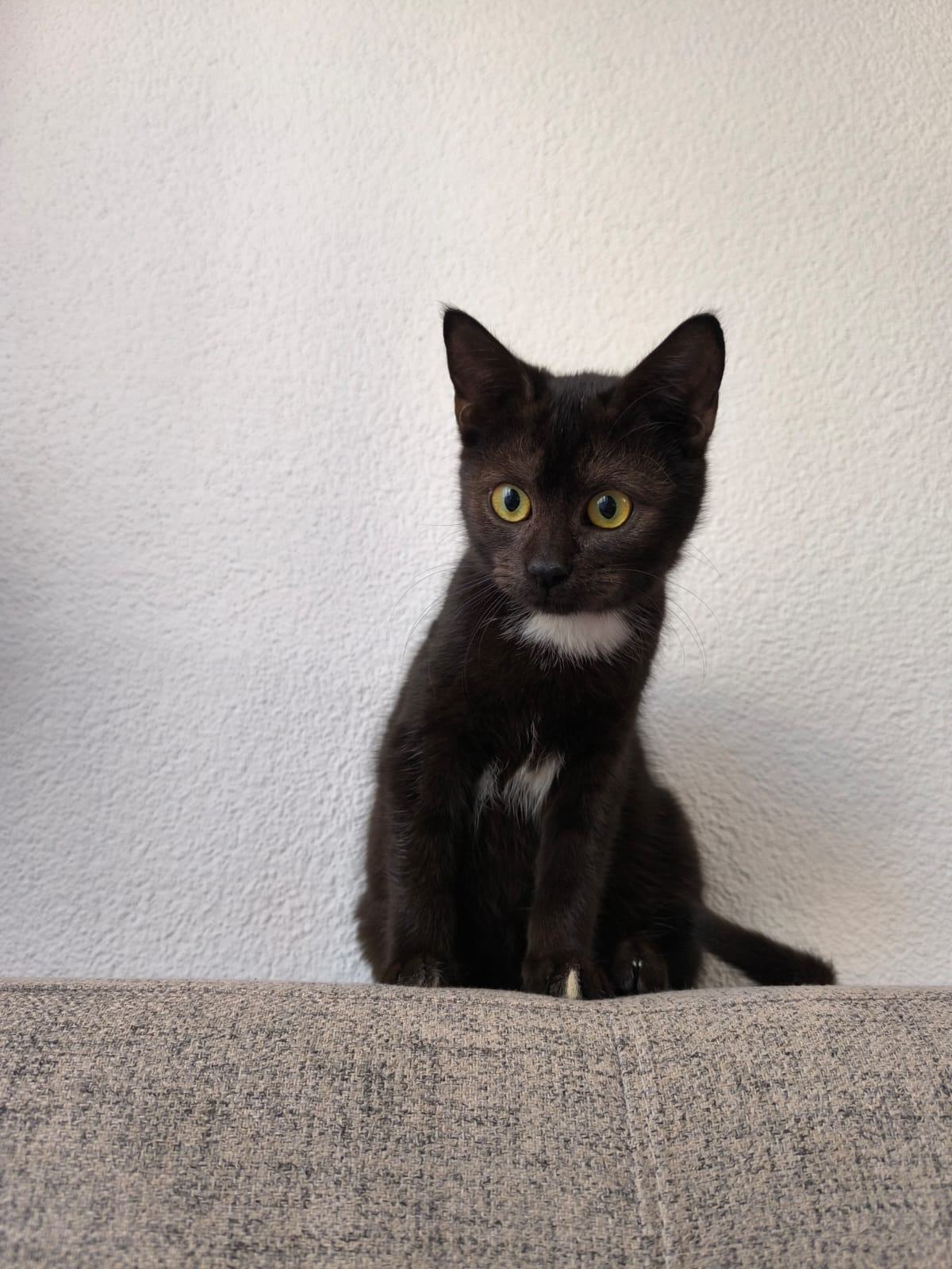 Preslatki mačić trazi dom