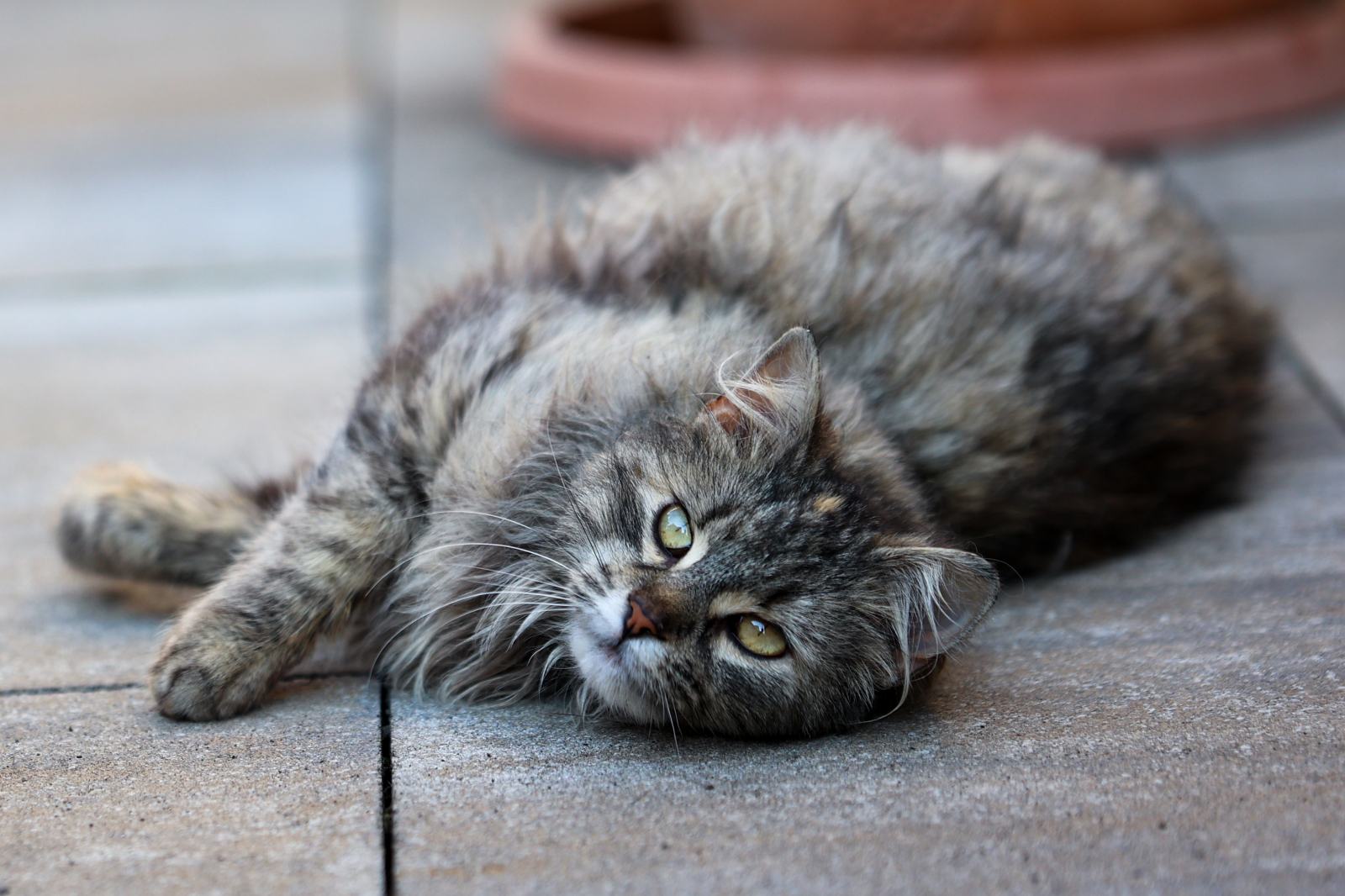 Preumiljata Elsa Lotte traži udomitelje :) Kastrirana i cijepljena :)