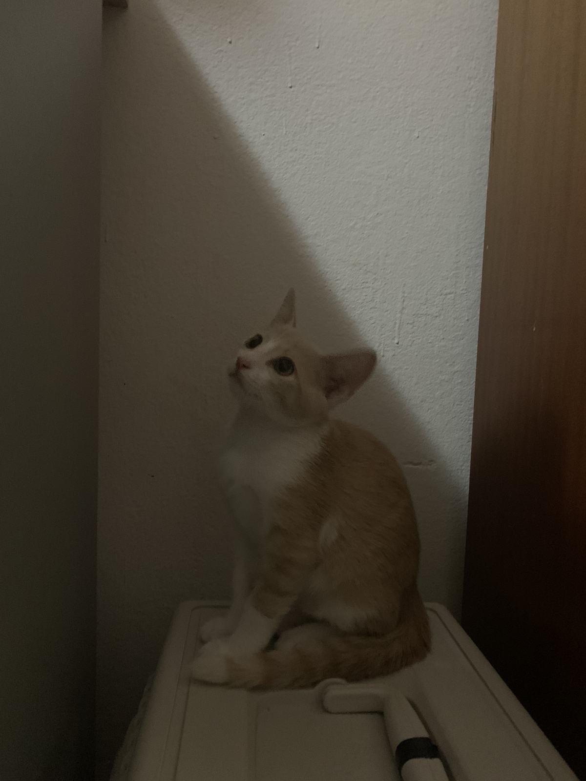 Pronadjeno malo mace HITNO trazi dom