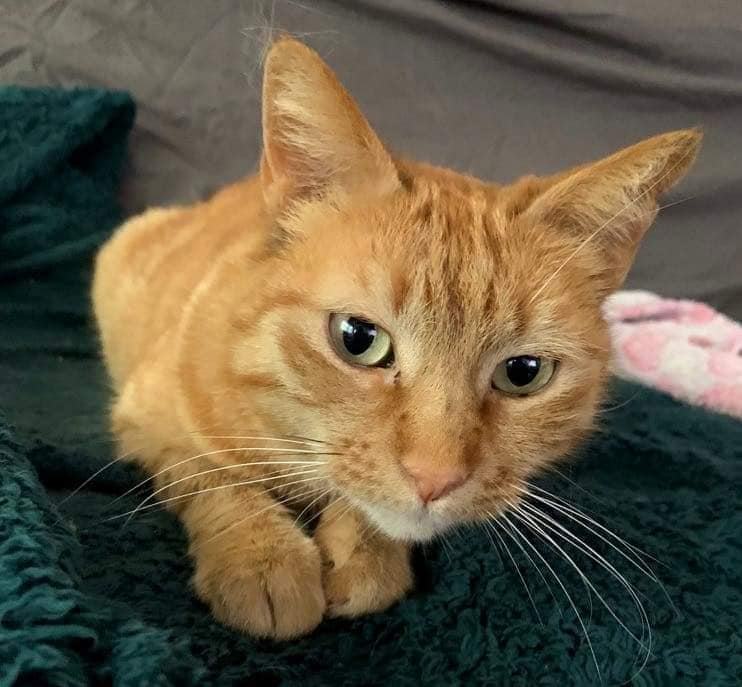 Roza, umiljata mlada maca traži dom