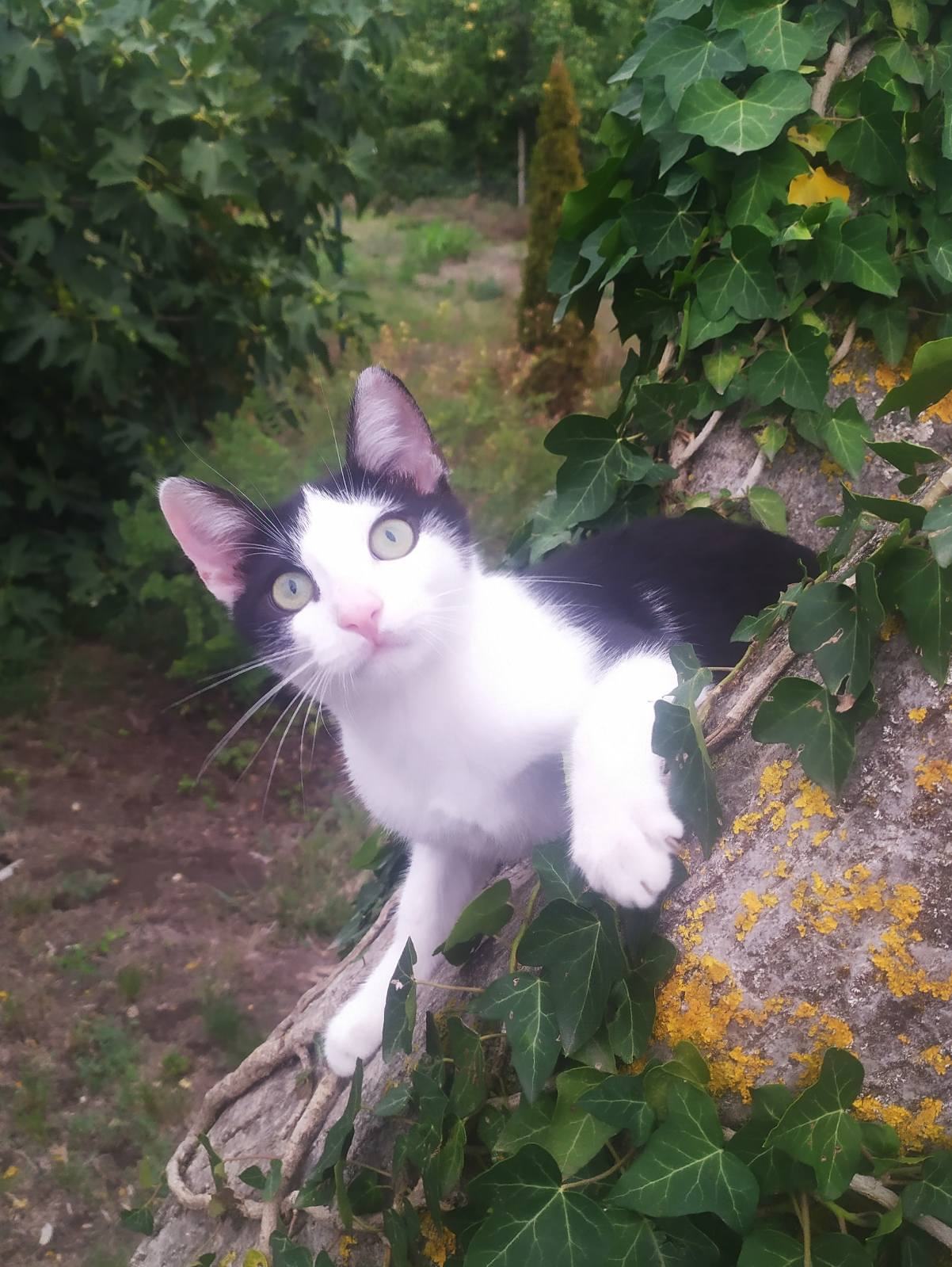 Slatki mali Miki traži udomitelje :) Cijepljen protiv zaraznih!