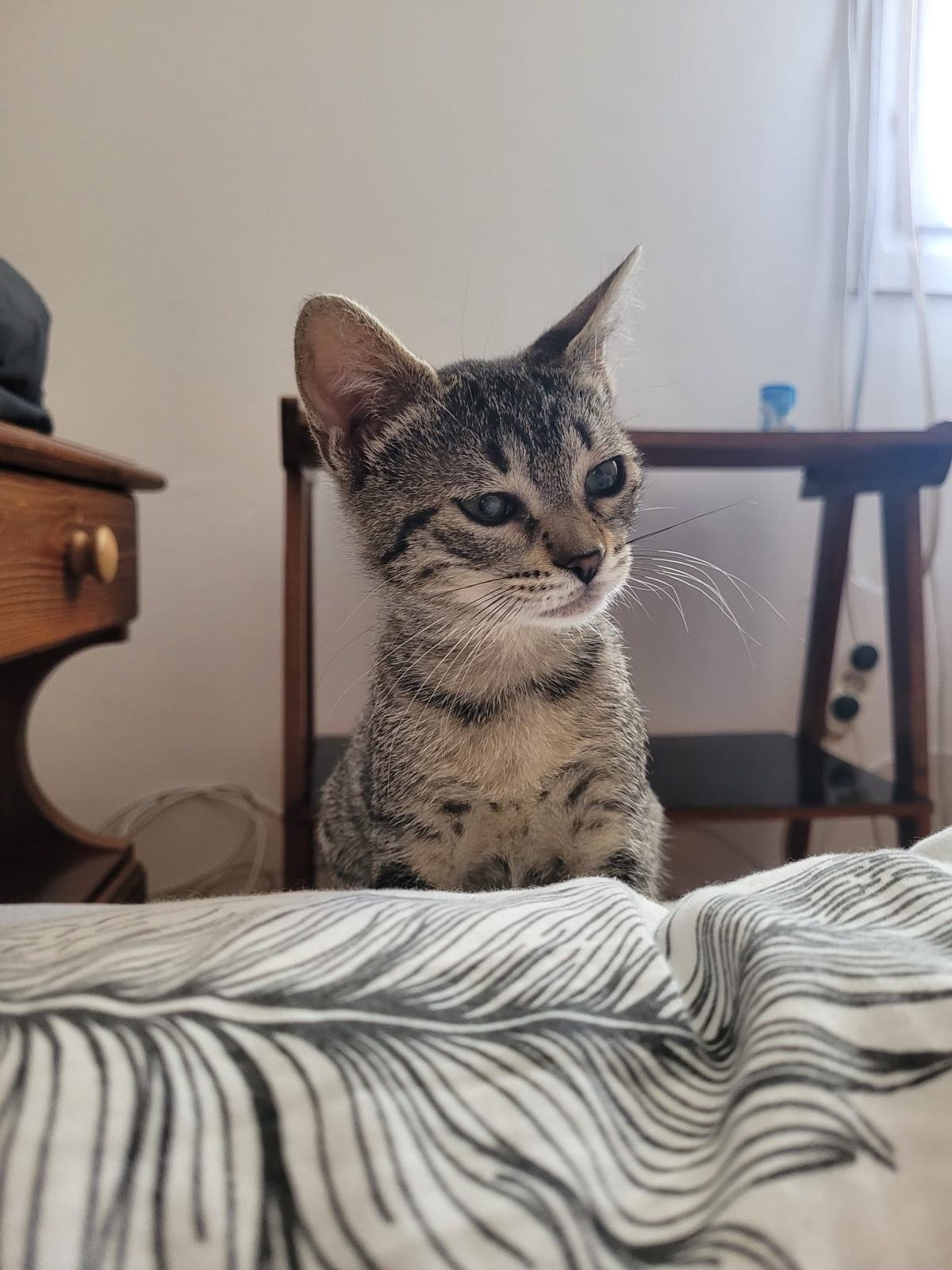 Slatkica Nina u potrazi za domom