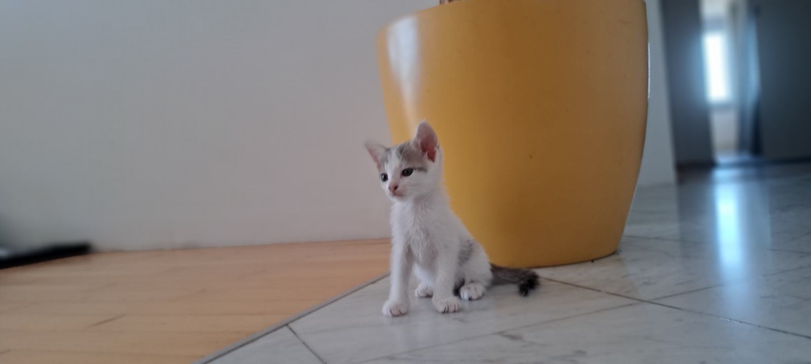 Slatkica Točkica Bijela maca