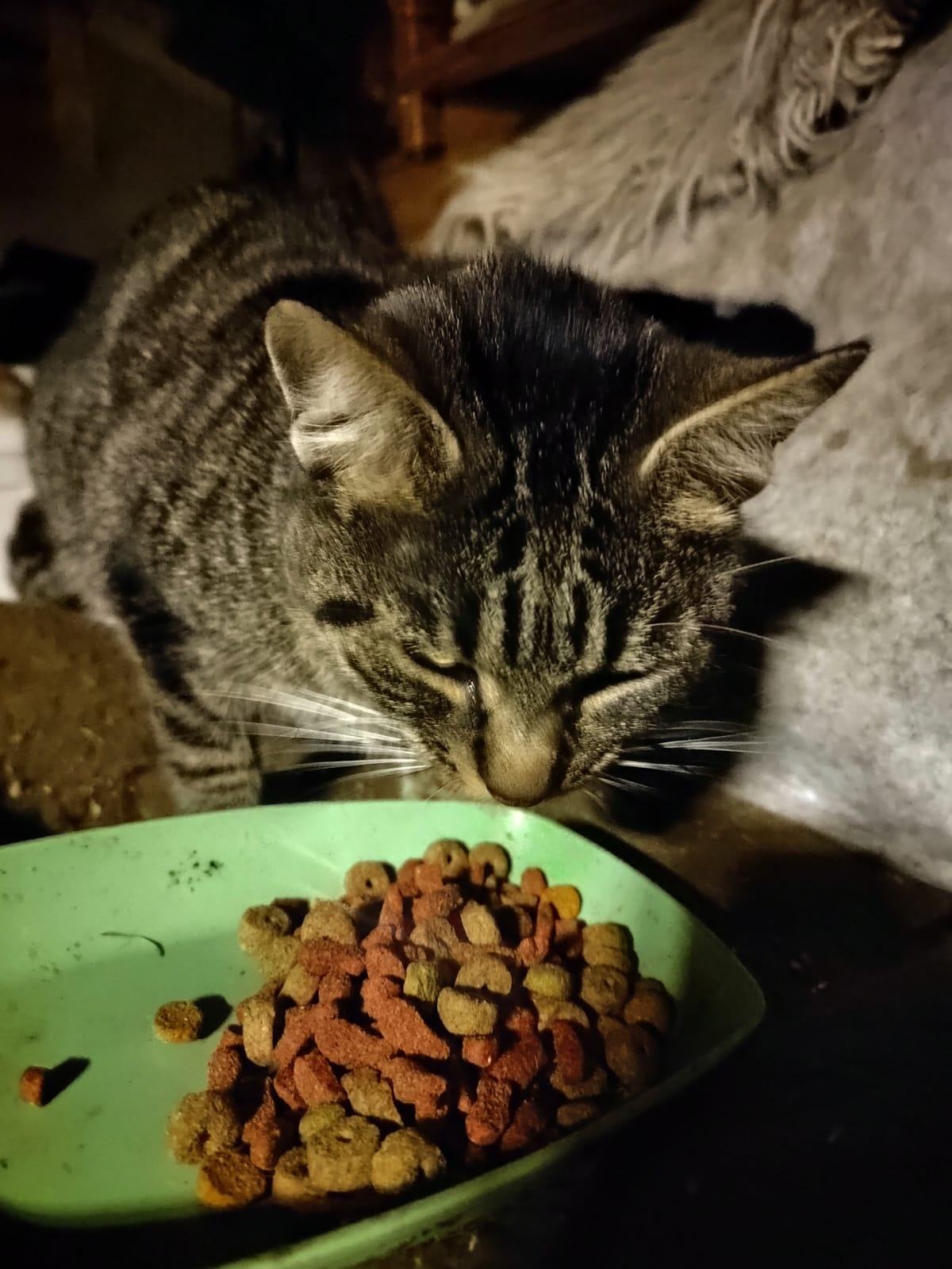 Srećka traži svoj novi dom