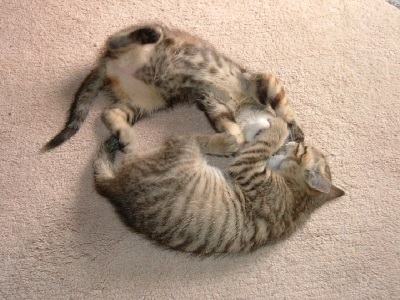 Popi i Blu za obožavatelje tigrica